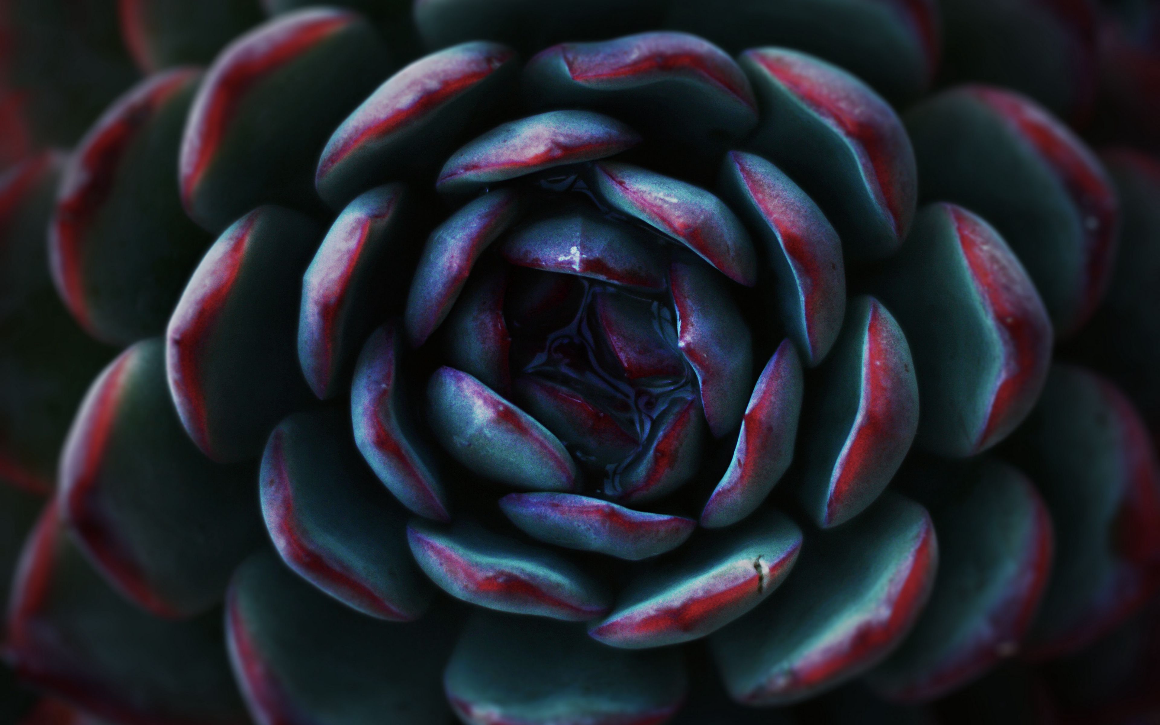 Succulent Flower Wallpapers - Wallpaper Cave