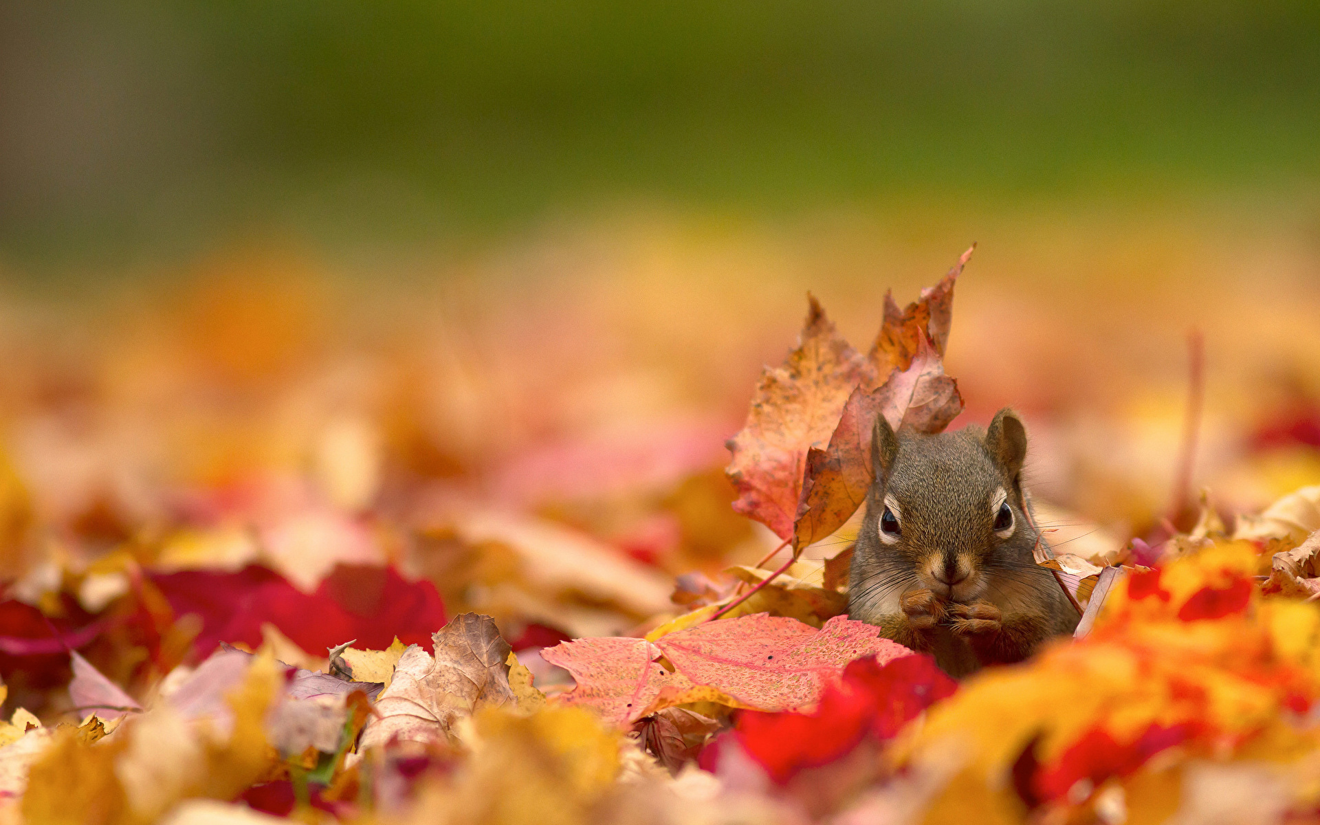 Squirrel Autumn Wallpapers - Wallpaper Cave