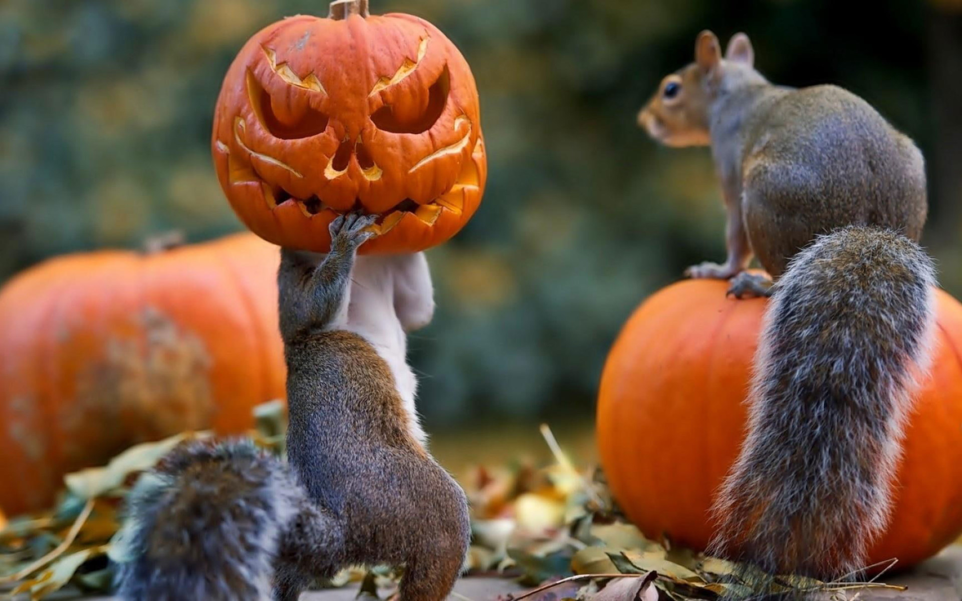 Squirrel Autumn Wallpapers - Wallpaper Cave