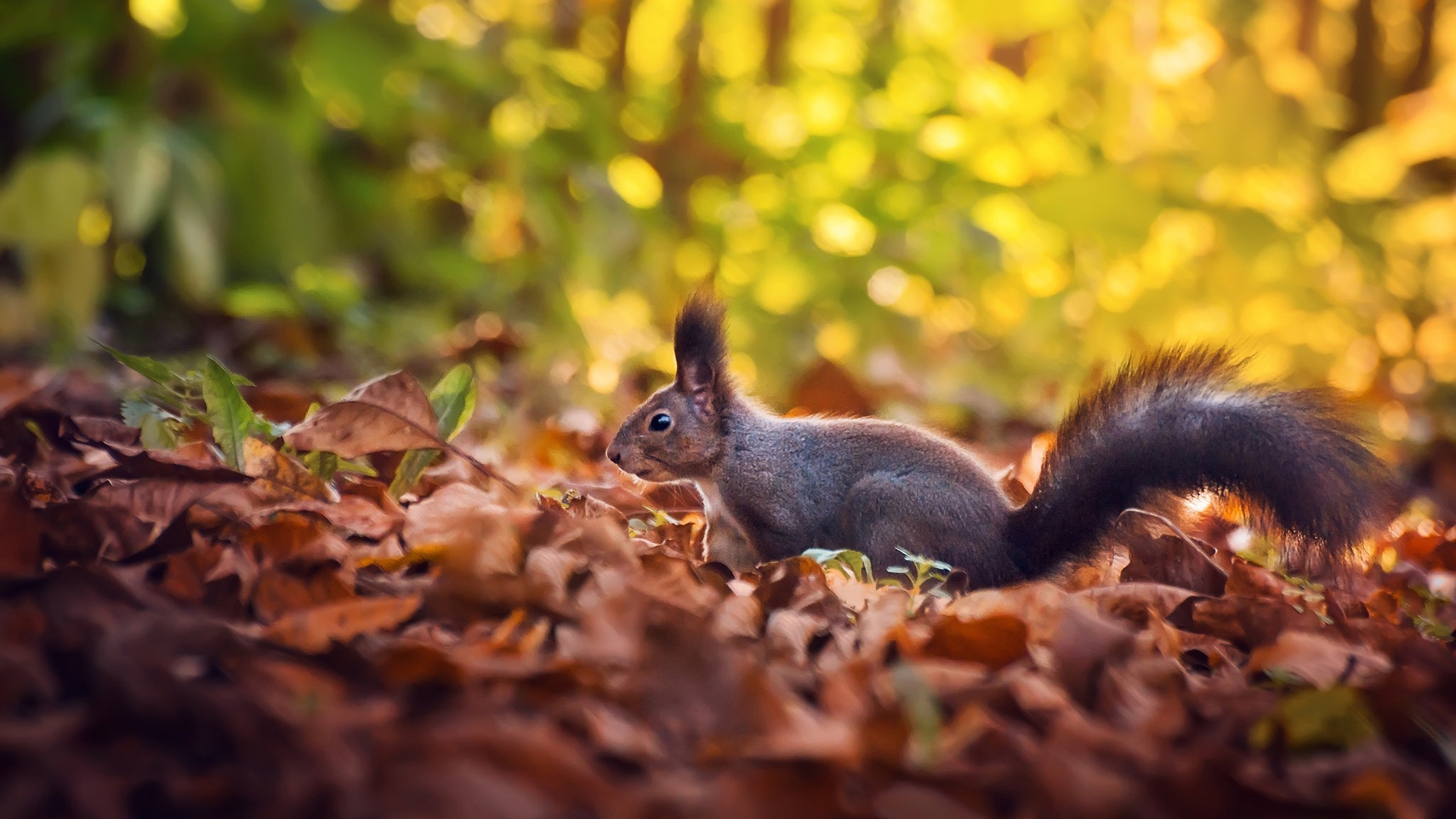 Squirrel Autumn Wallpapers - Wallpaper Cave