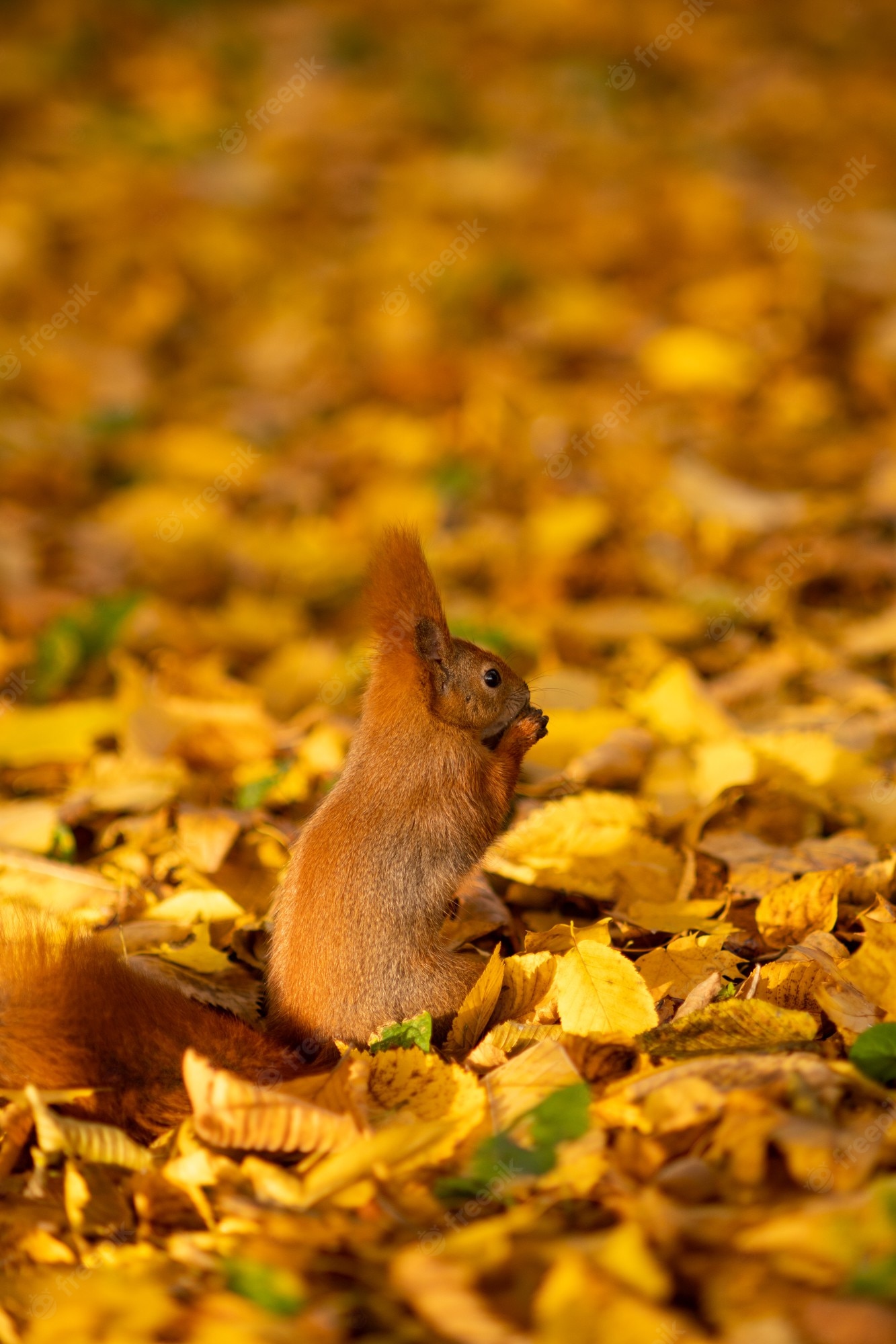 Squirrel Autumn Wallpapers - Wallpaper Cave