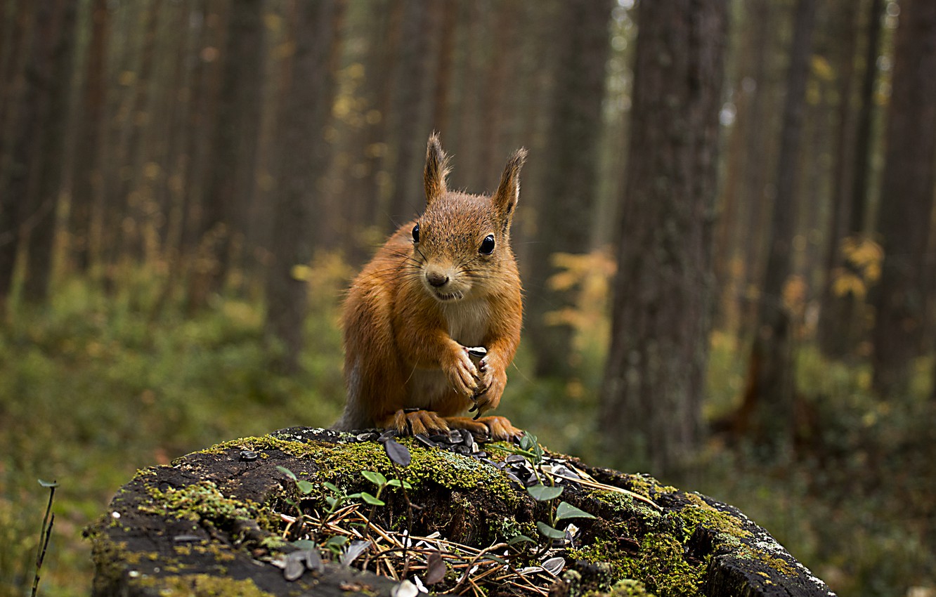 Squirrel Autumn Wallpapers - Wallpaper Cave