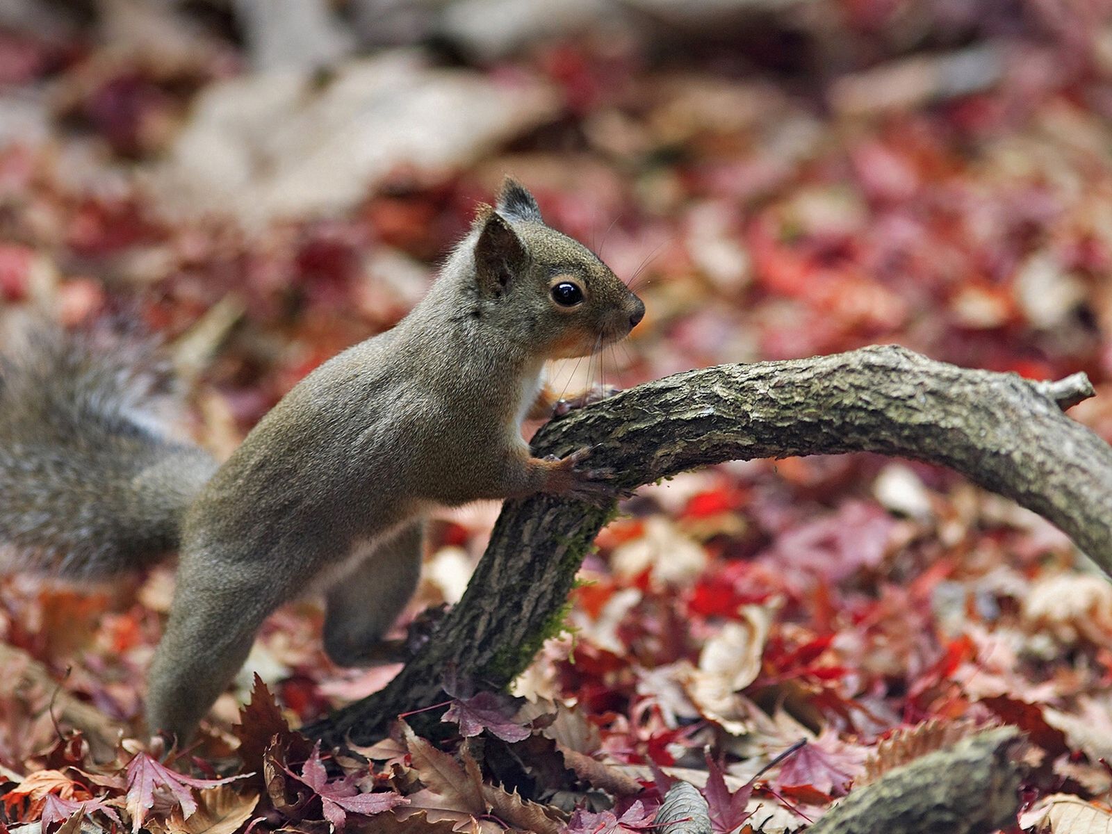 Squirrel Autumn Wallpapers - Wallpaper Cave