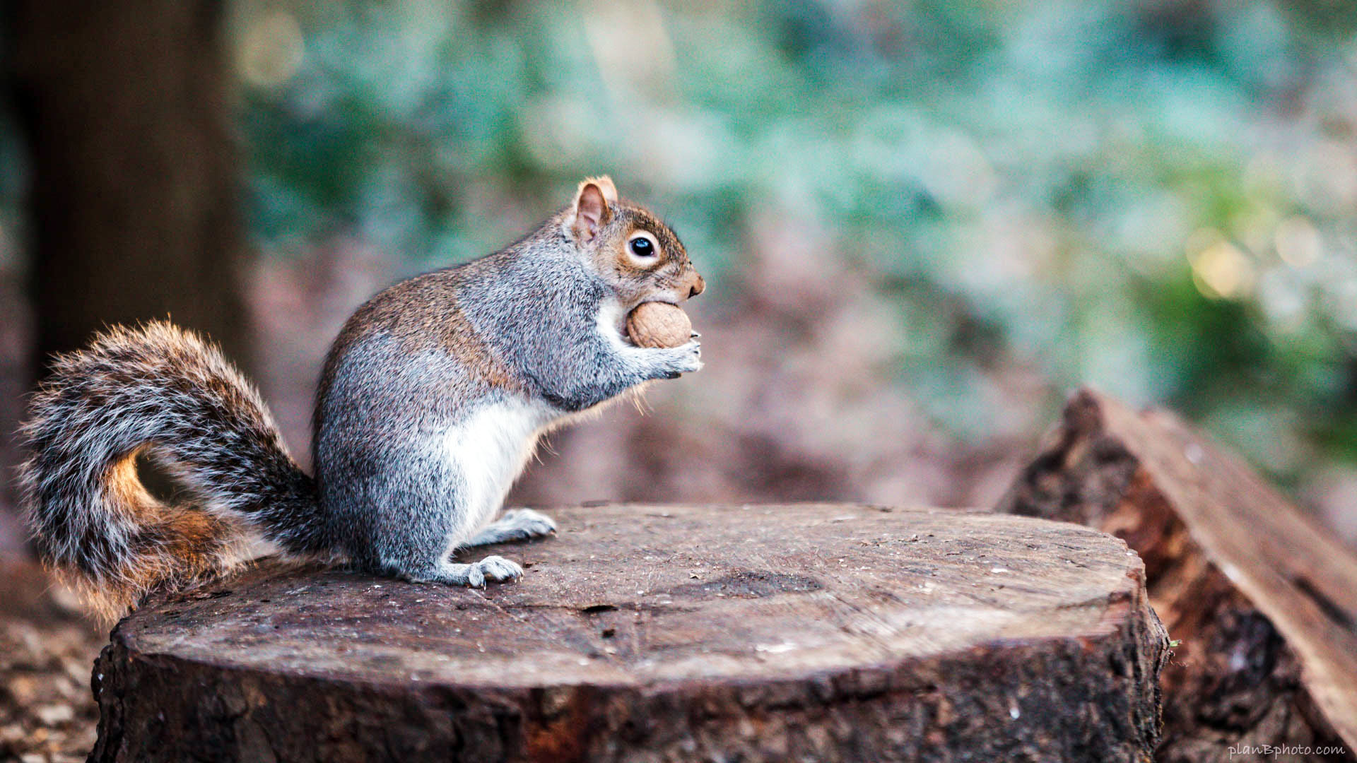 Squirrel Autumn Wallpapers - Wallpaper Cave