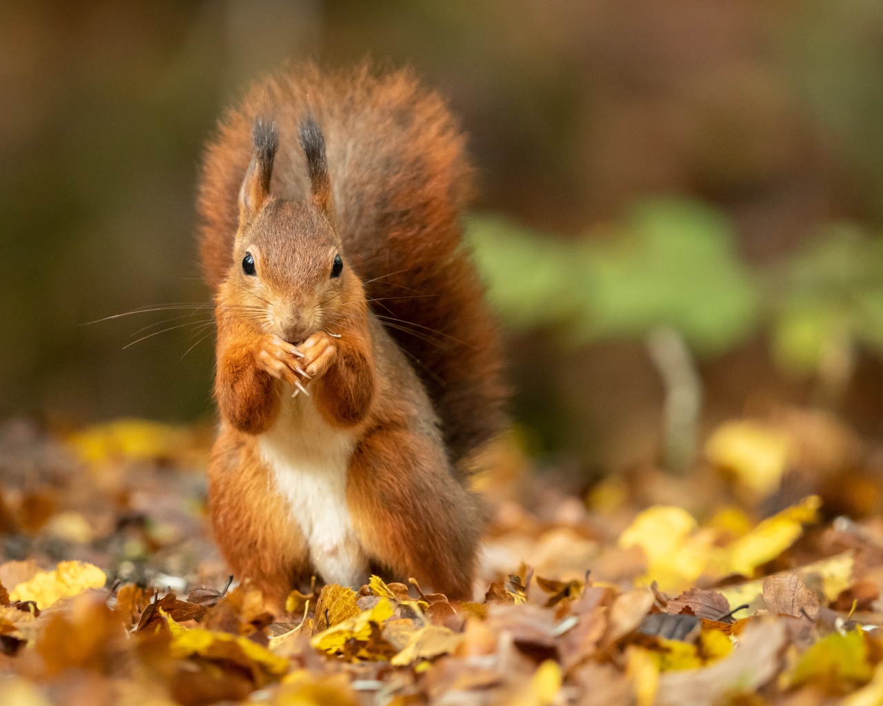 Squirrel Autumn Wallpapers - Wallpaper Cave