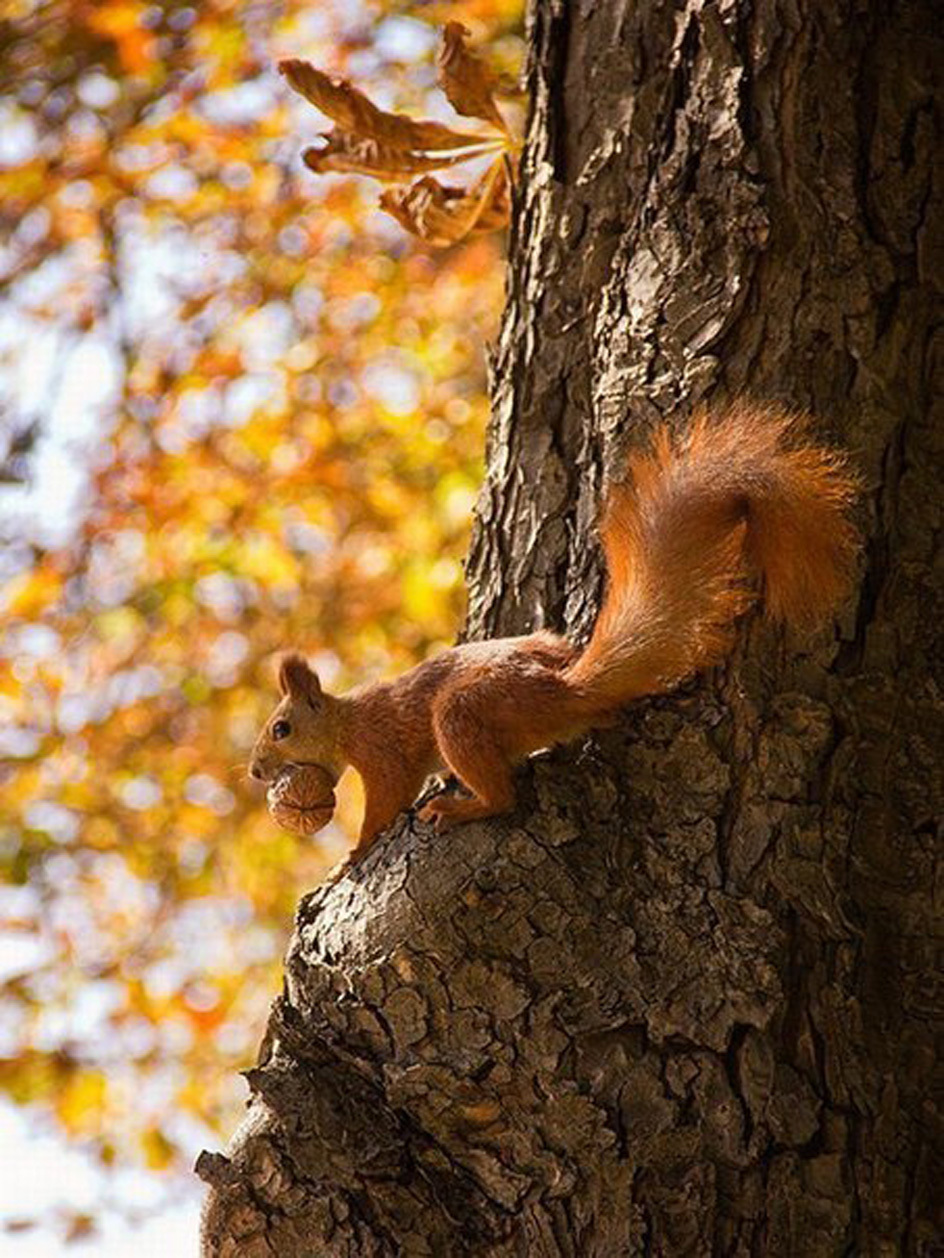 Squirrel Autumn Wallpapers - Wallpaper Cave