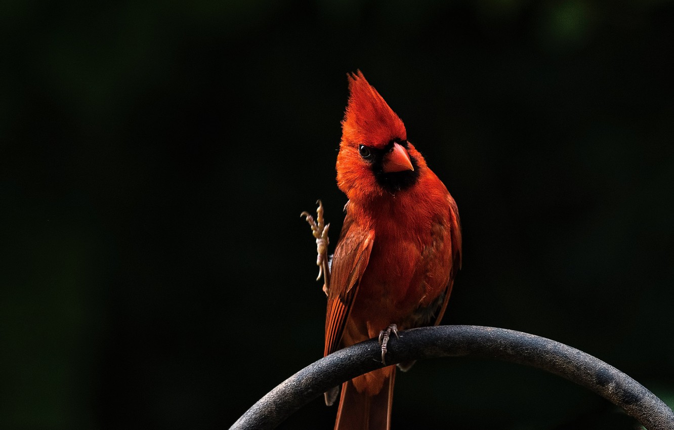 Red Cardinals Wallpapers - Wallpaper Cave