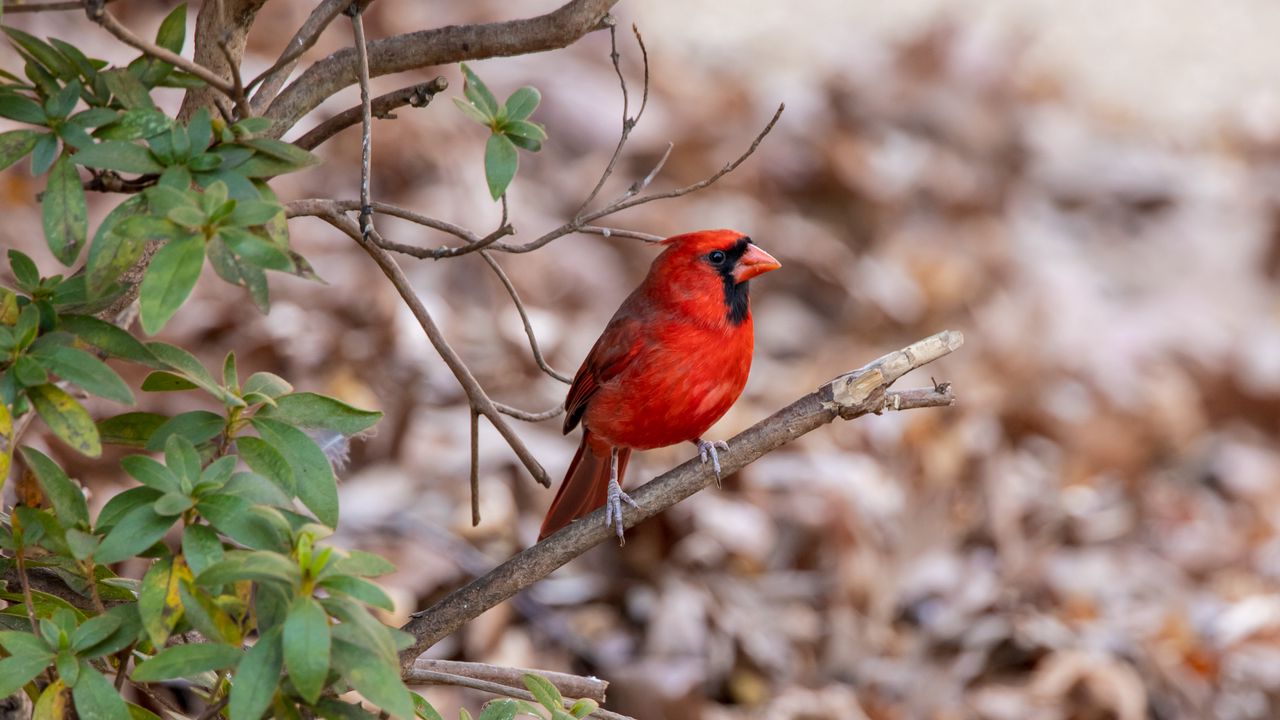 Red Cardinals Wallpapers - Wallpaper Cave