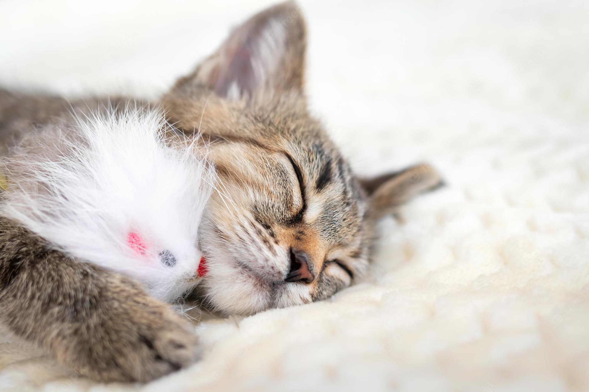 Drip Cat Wallpapers - Wallpaper Cave