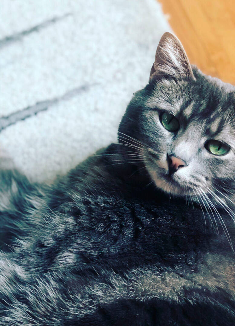 Drip Cat Wallpapers - Wallpaper Cave