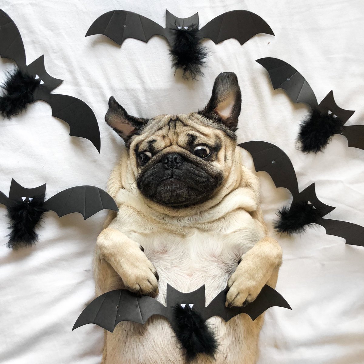 Halloween Pug Wallpapers - Wallpaper Cave