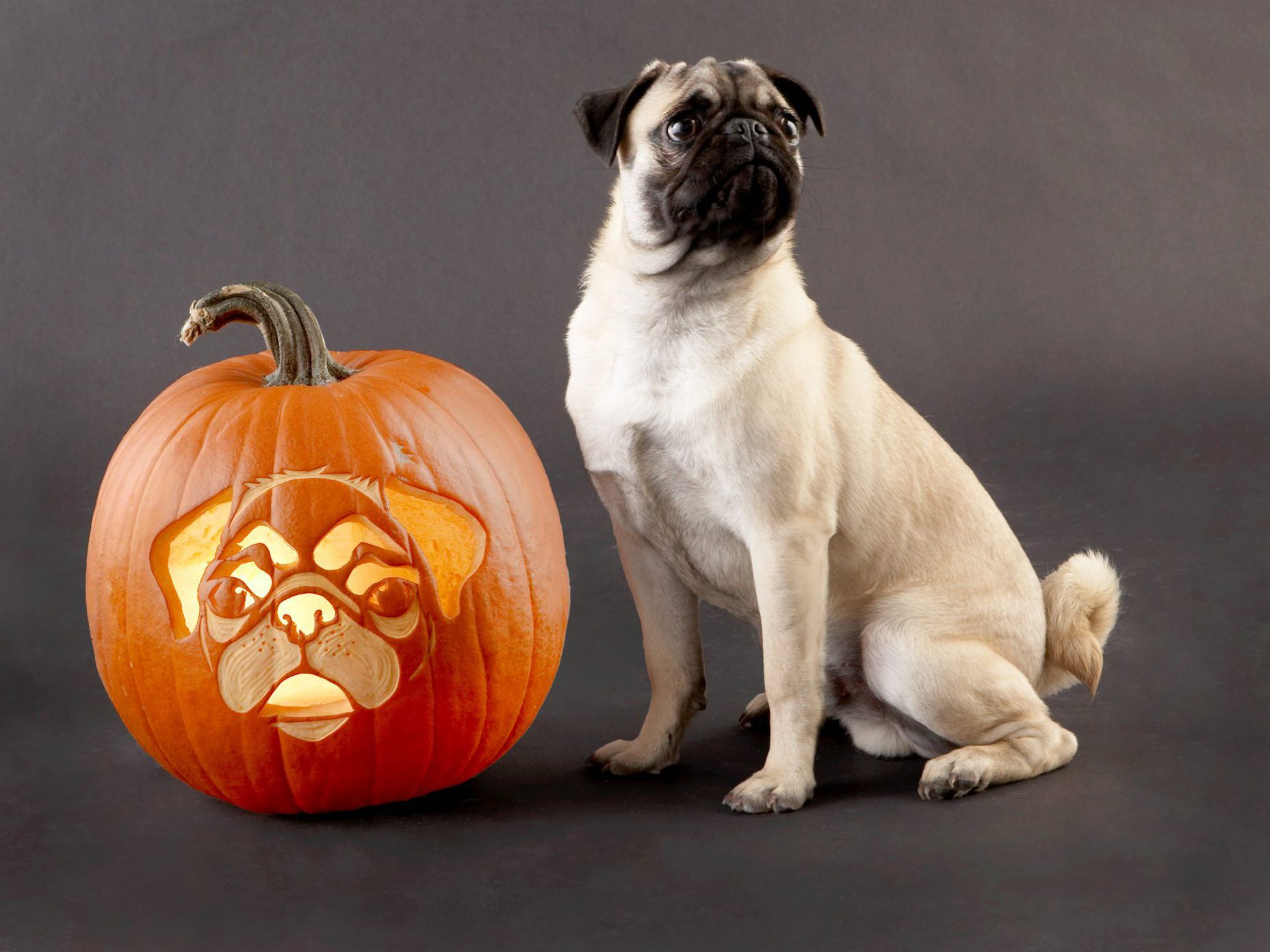 Halloween Pug Wallpapers - Wallpaper Cave