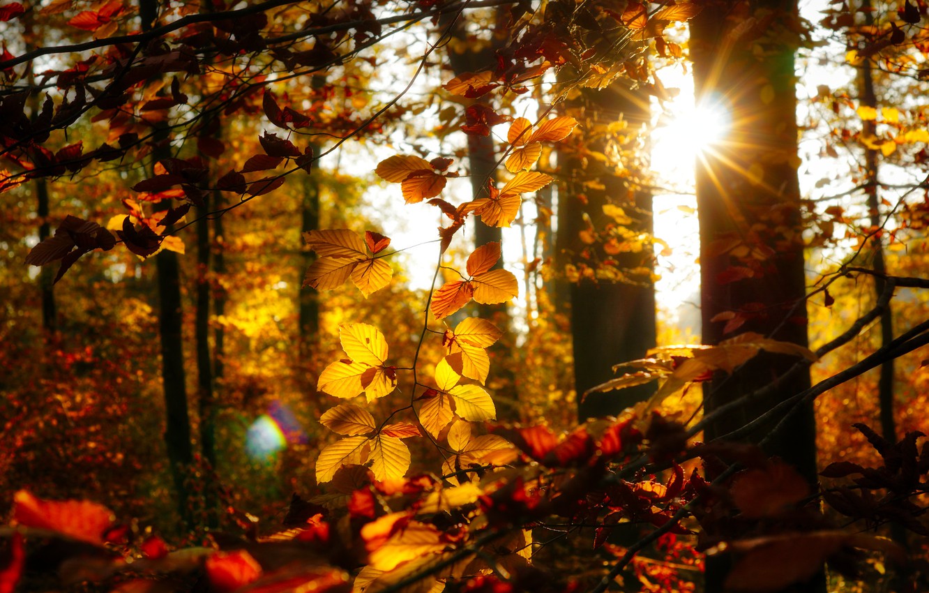 Autumn Sunrays Wallpapers - Wallpaper Cave