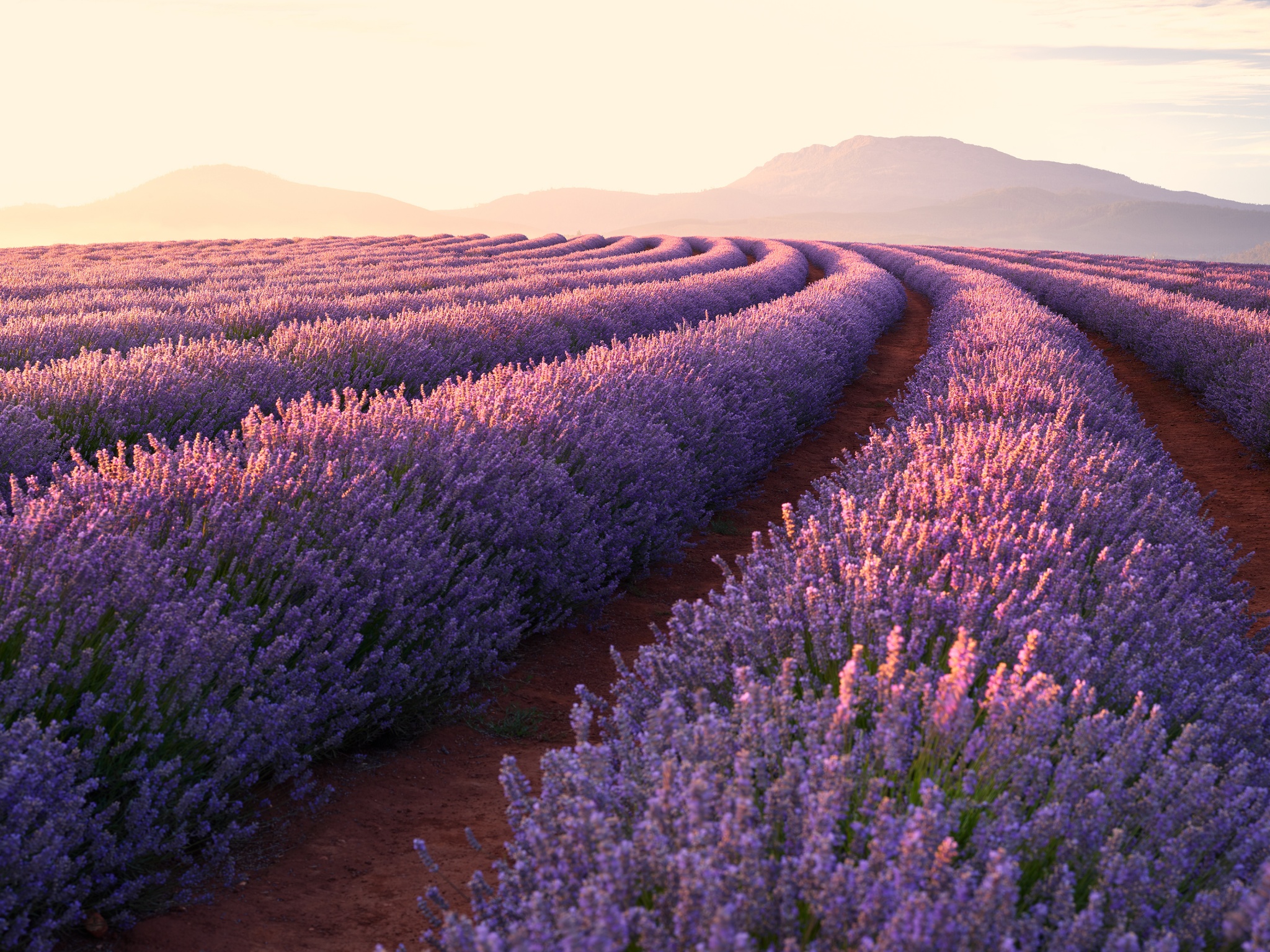 Lavender Autumn Wallpapers - Wallpaper Cave