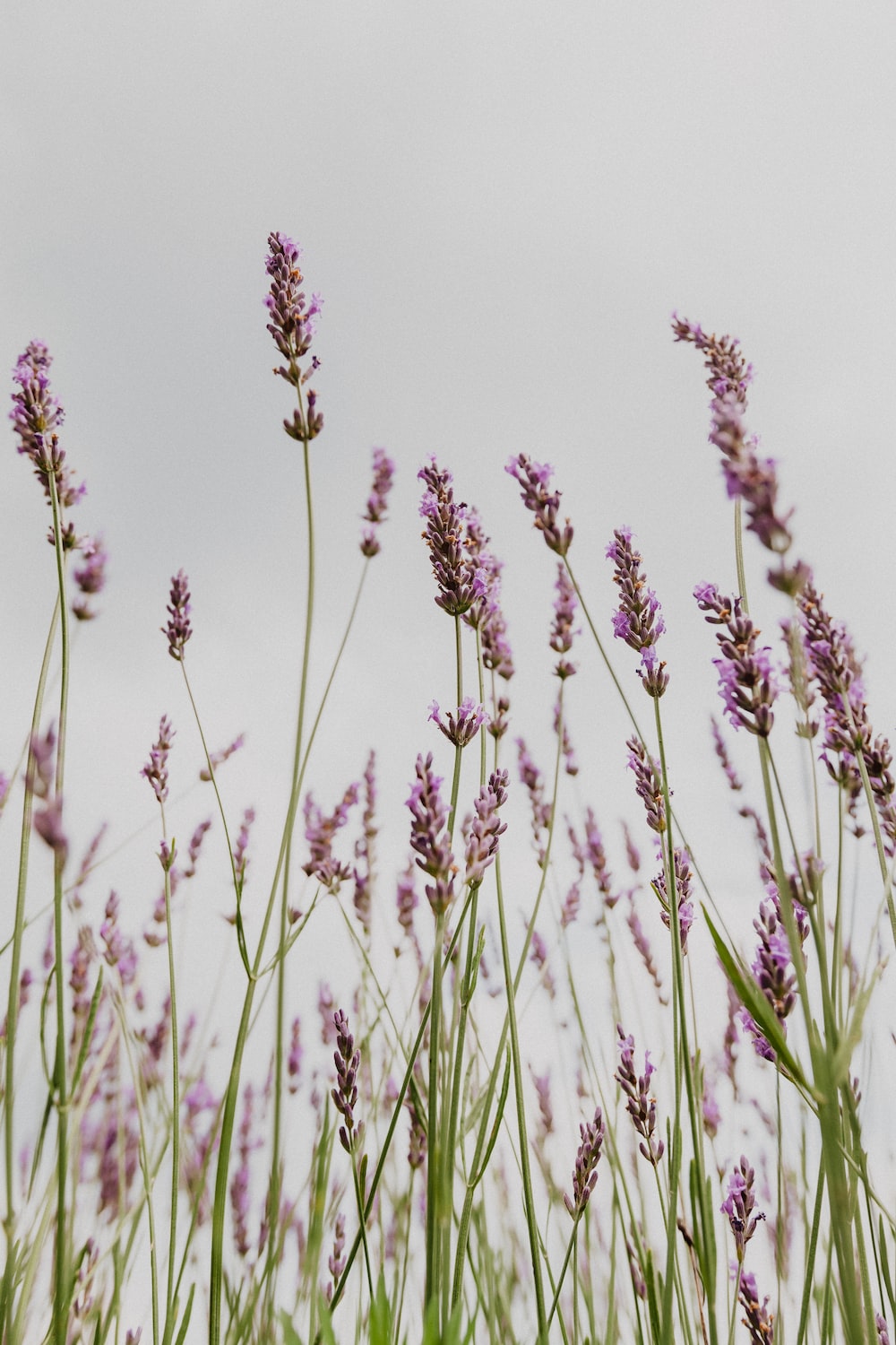 Lavender Autumn Wallpapers - Wallpaper Cave