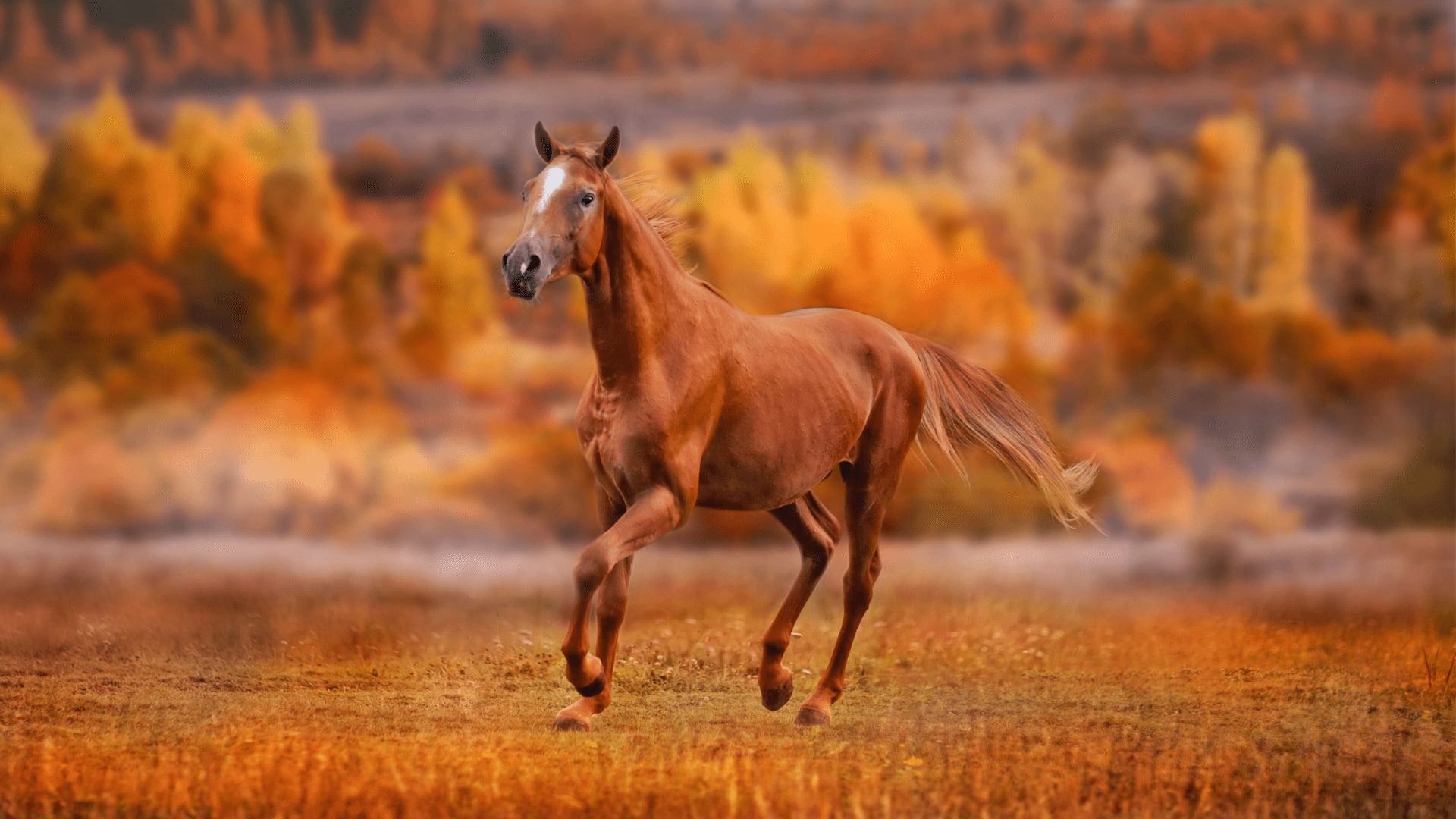 Fall Autumn Horse Wallpapers - Wallpaper Cave