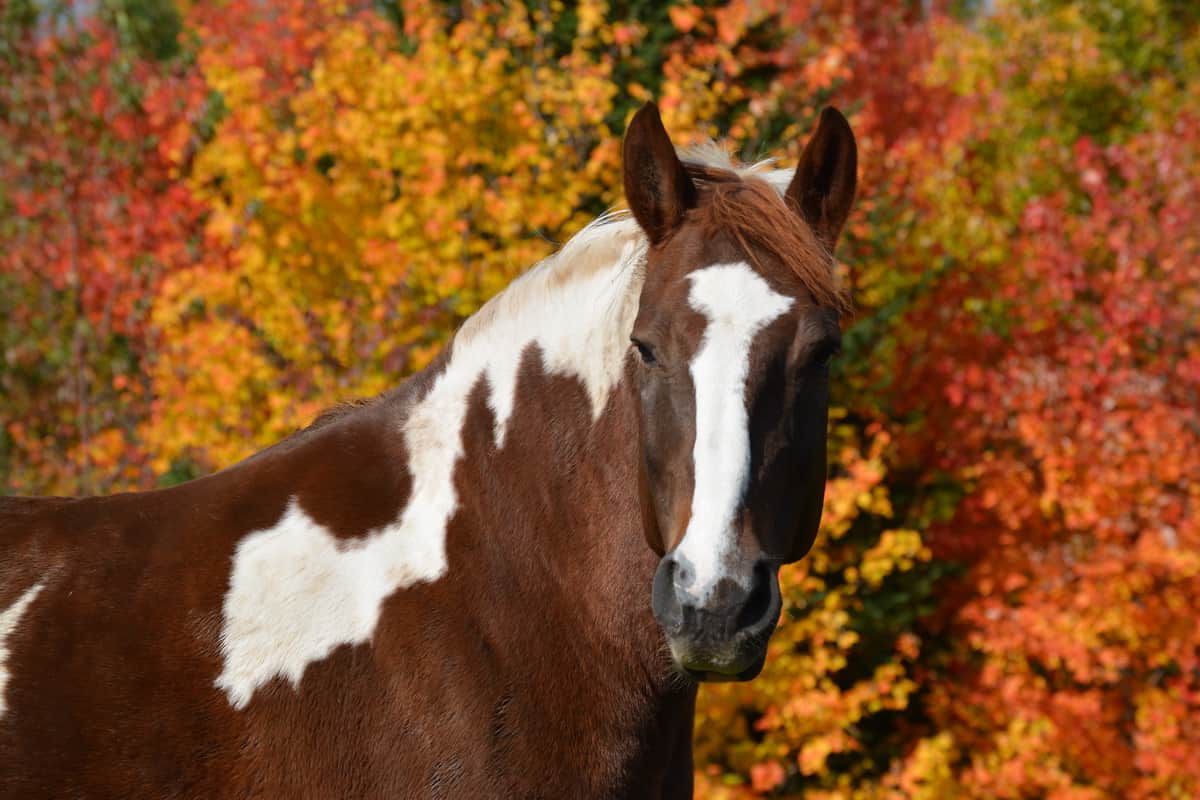 Fall Autumn Horse Wallpapers - Wallpaper Cave