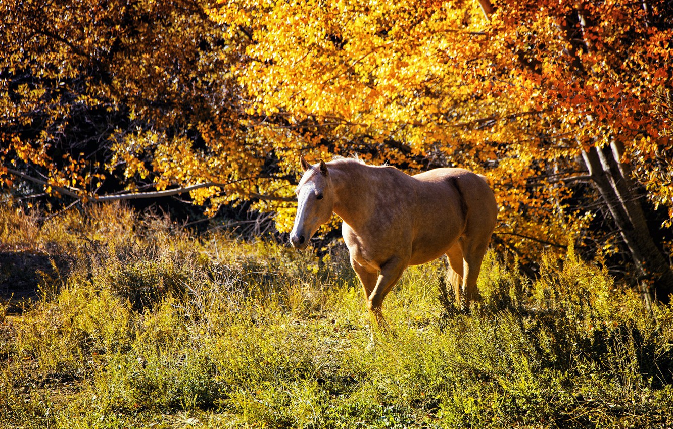 Fall Autumn Horse Wallpapers - Wallpaper Cave
