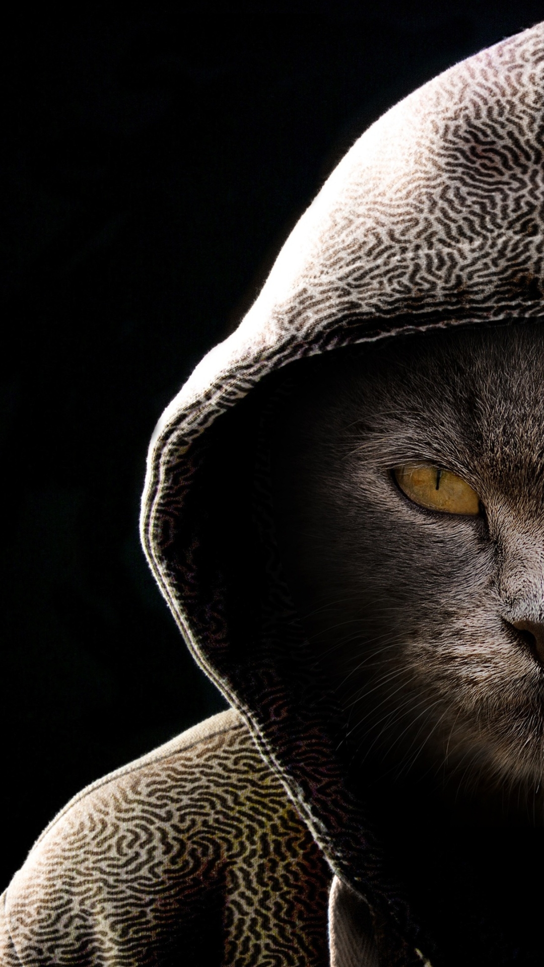 Chill Cat Wallpapers - Wallpaper Cave