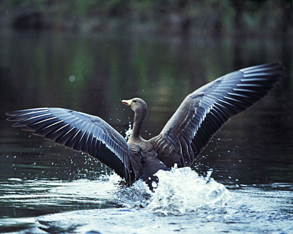 Duck Desktop Wallpapers - Wallpaper Cave