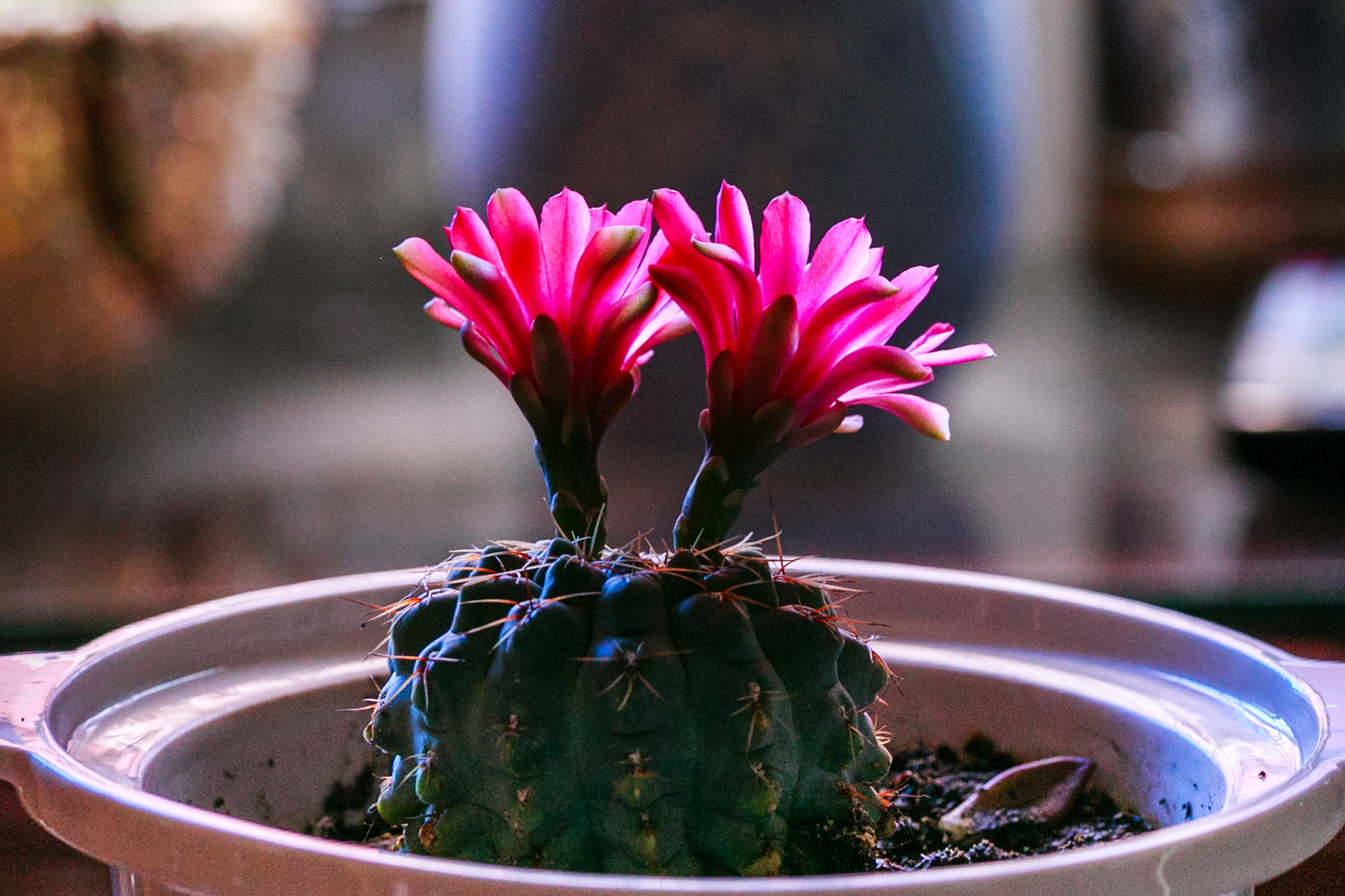 Cactus Flower Wallpapers - Wallpaper Cave