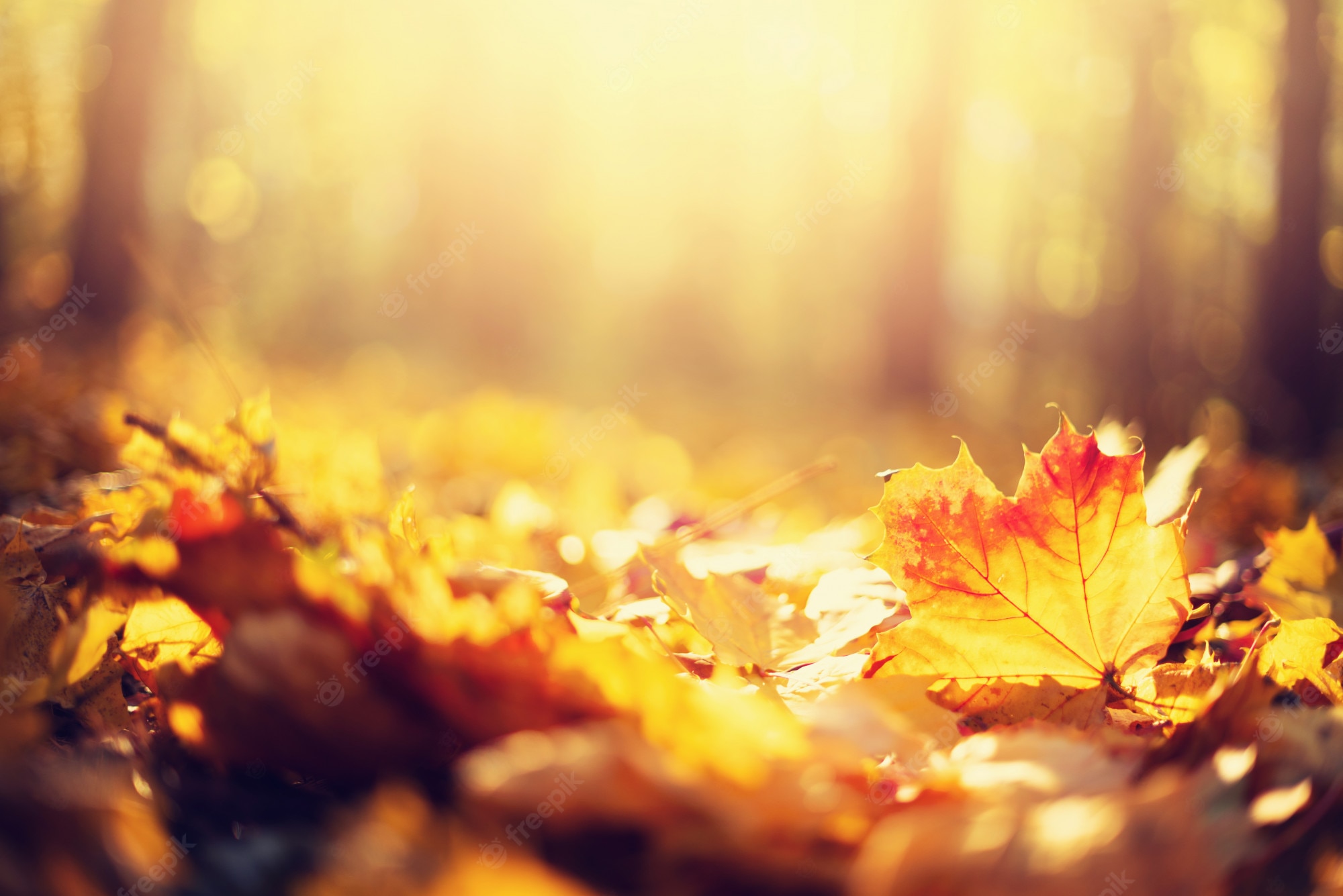 Autumn Leaves Sunset Wallpapers - Wallpaper Cave