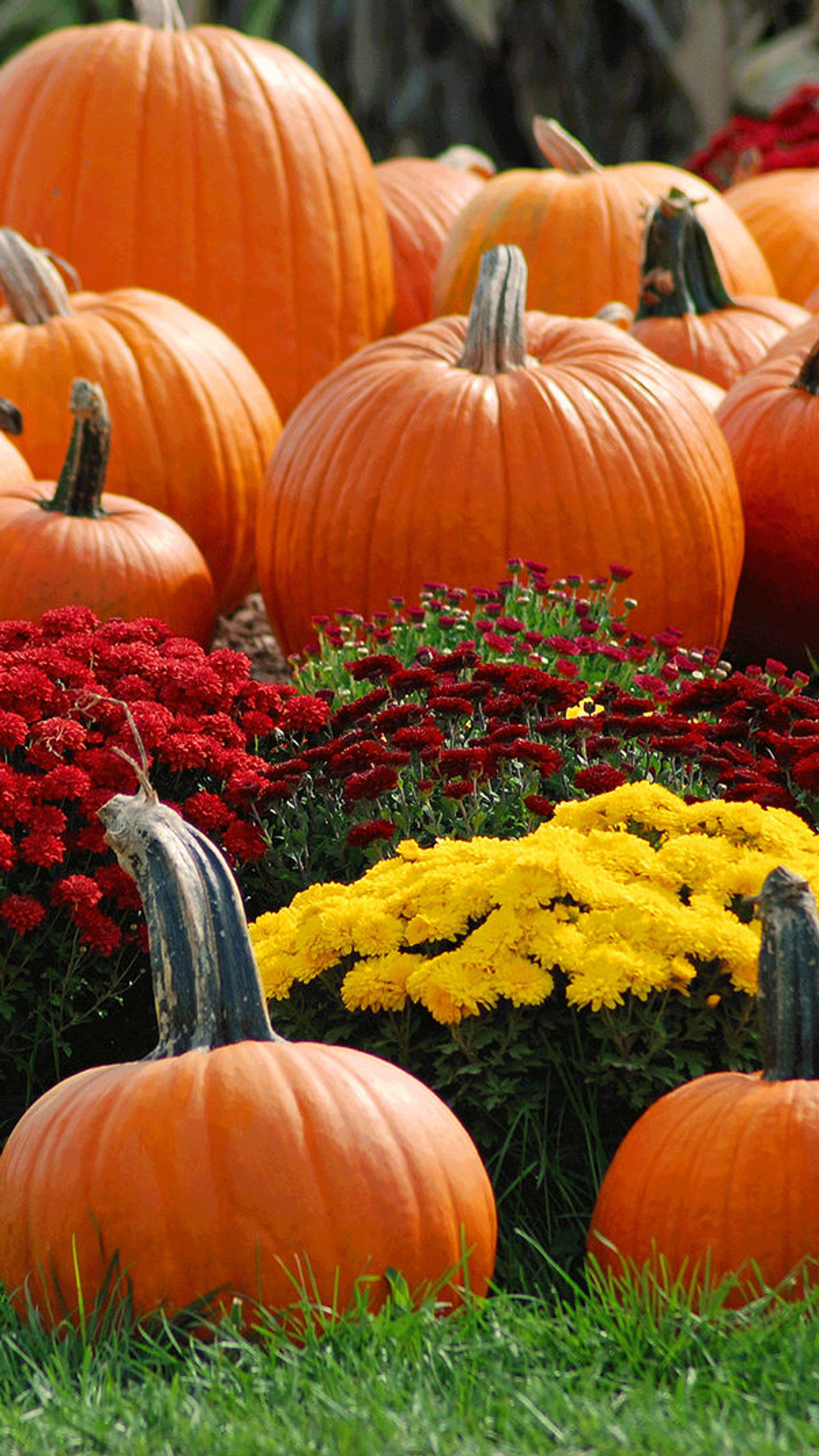 Fall Pumkins Wallpapers - Wallpaper Cave