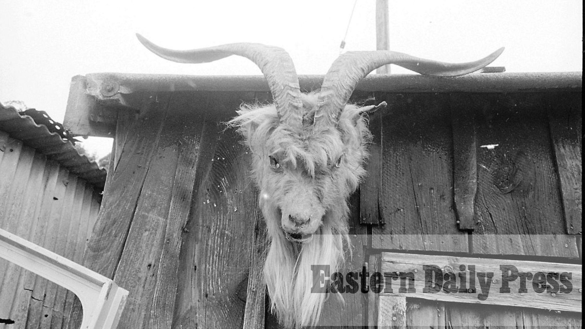 Creepy Goat Wallpapers - Wallpaper Cave