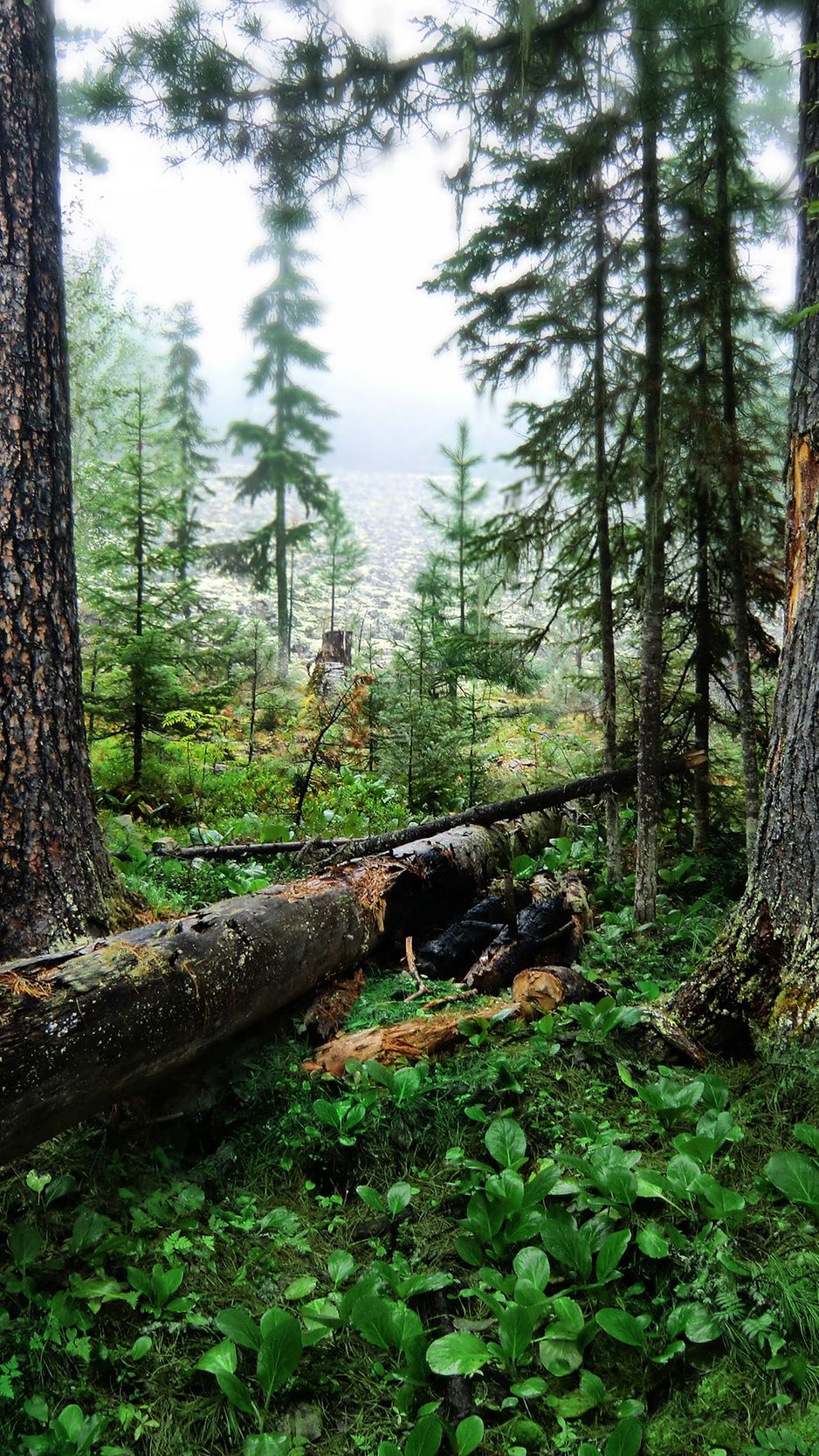 Cutting Trees Wallpapers - Wallpaper Cave