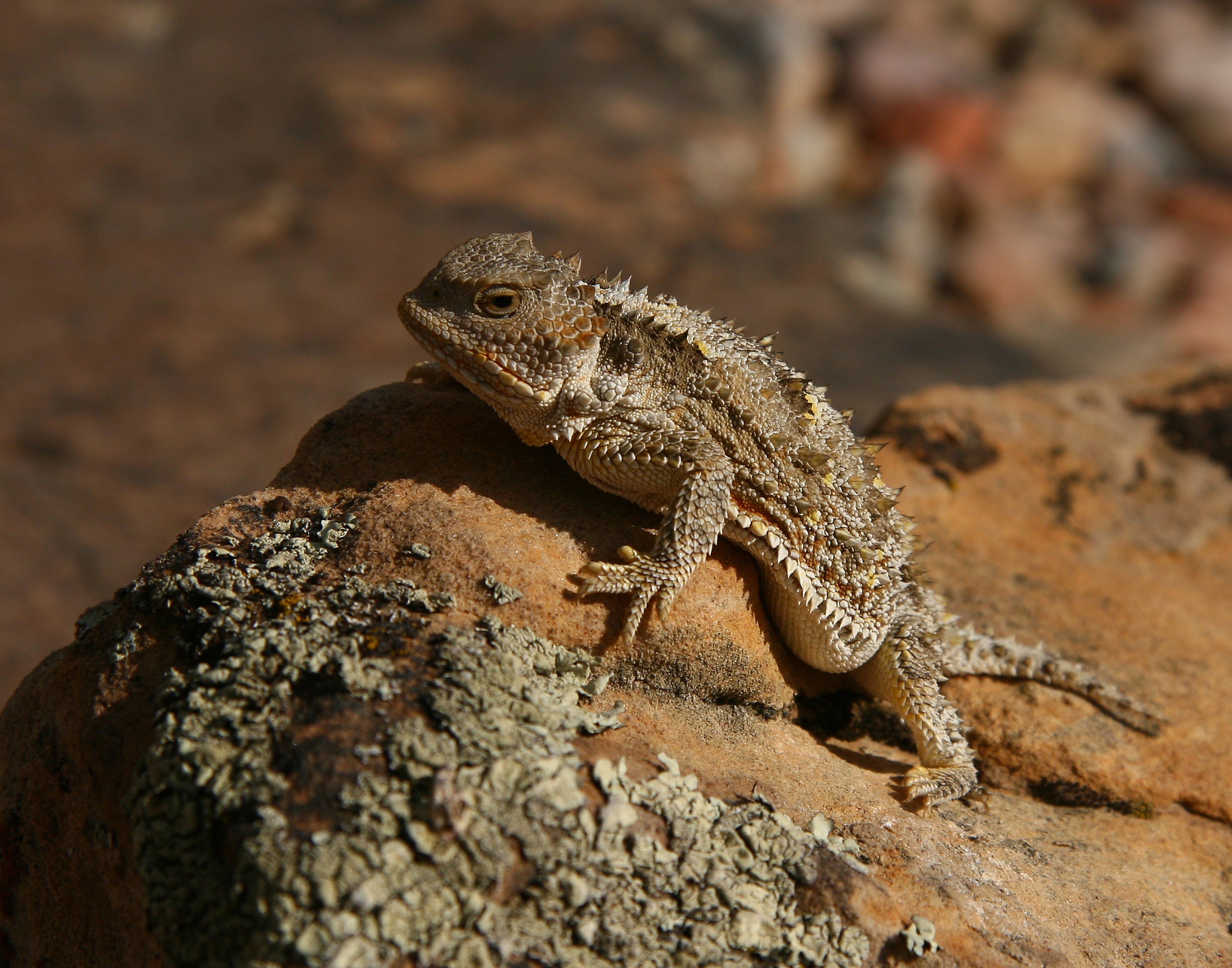 Horned Lizard Wallpapers - Wallpaper Cave