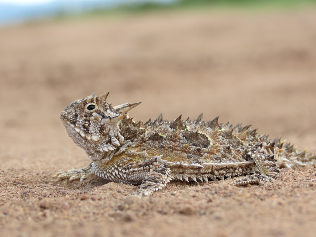 Horned Lizard Wallpapers - Wallpaper Cave