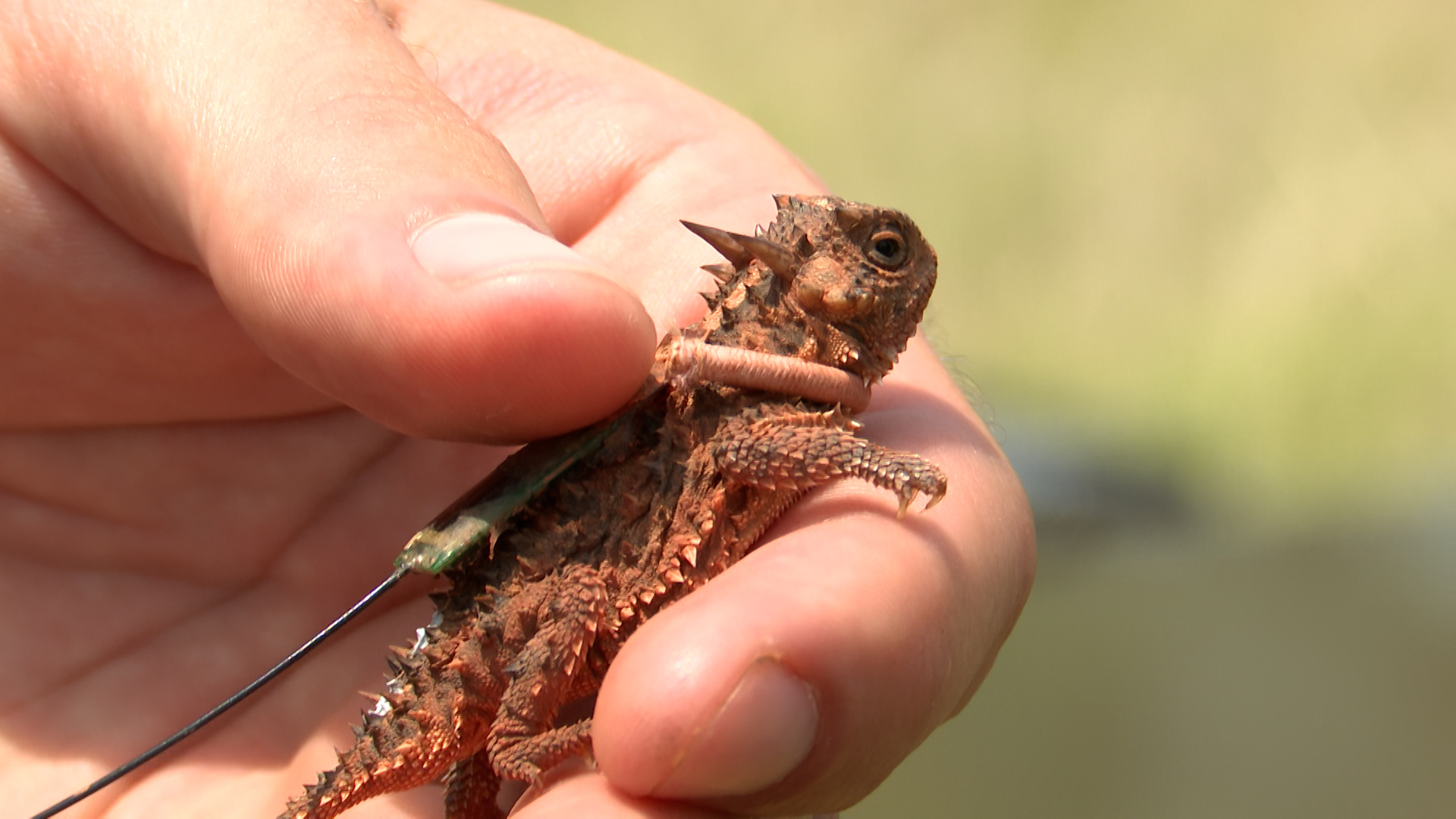 Horned Lizard Wallpapers - Wallpaper Cave
