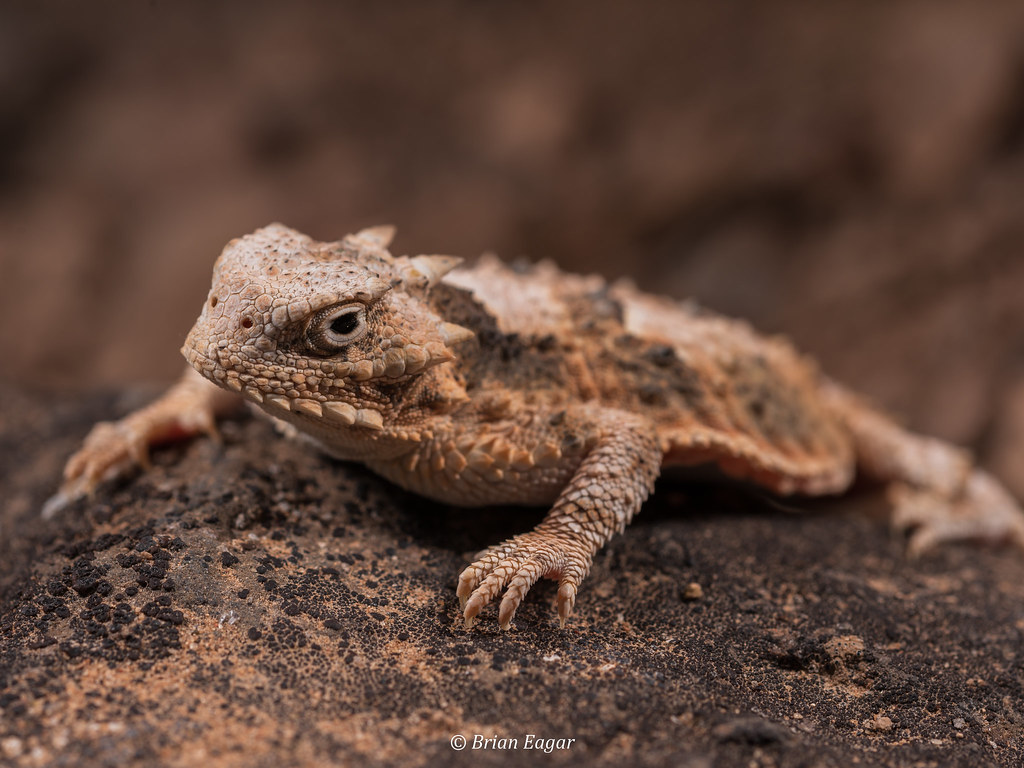 Horned Lizard Wallpapers - Wallpaper Cave