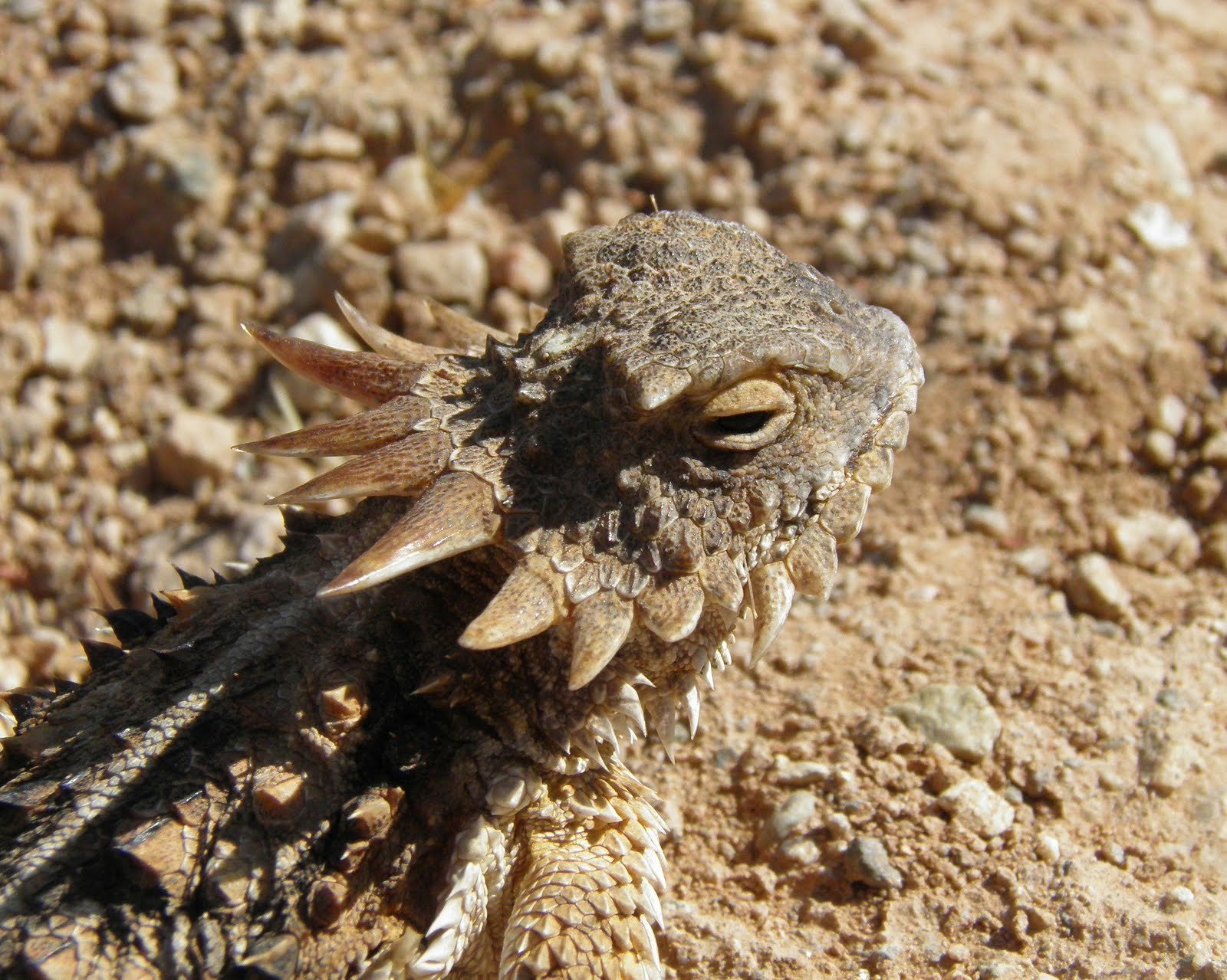 Horned Lizard Wallpapers - Wallpaper Cave