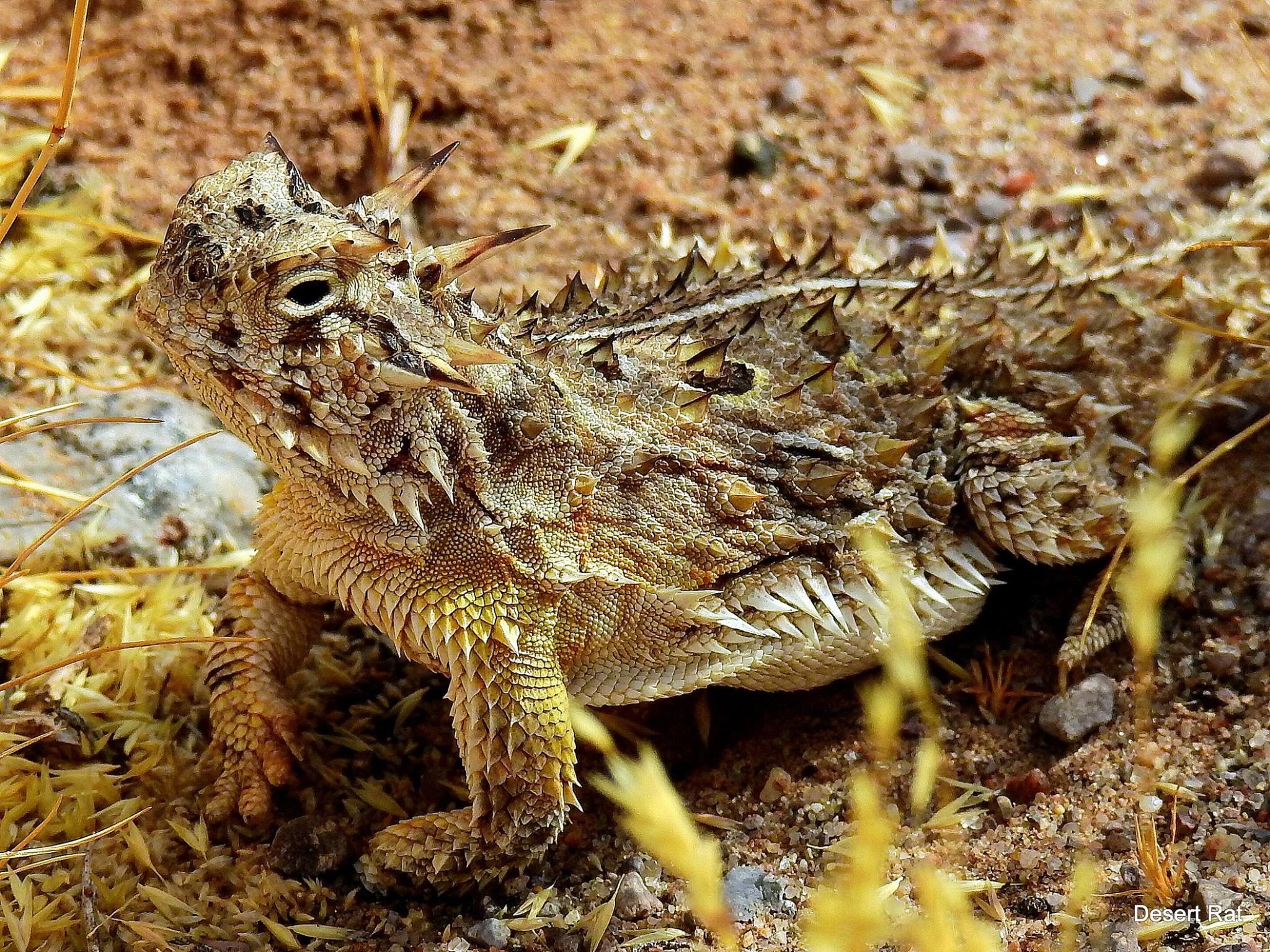 Horned Lizard Wallpapers - Wallpaper Cave