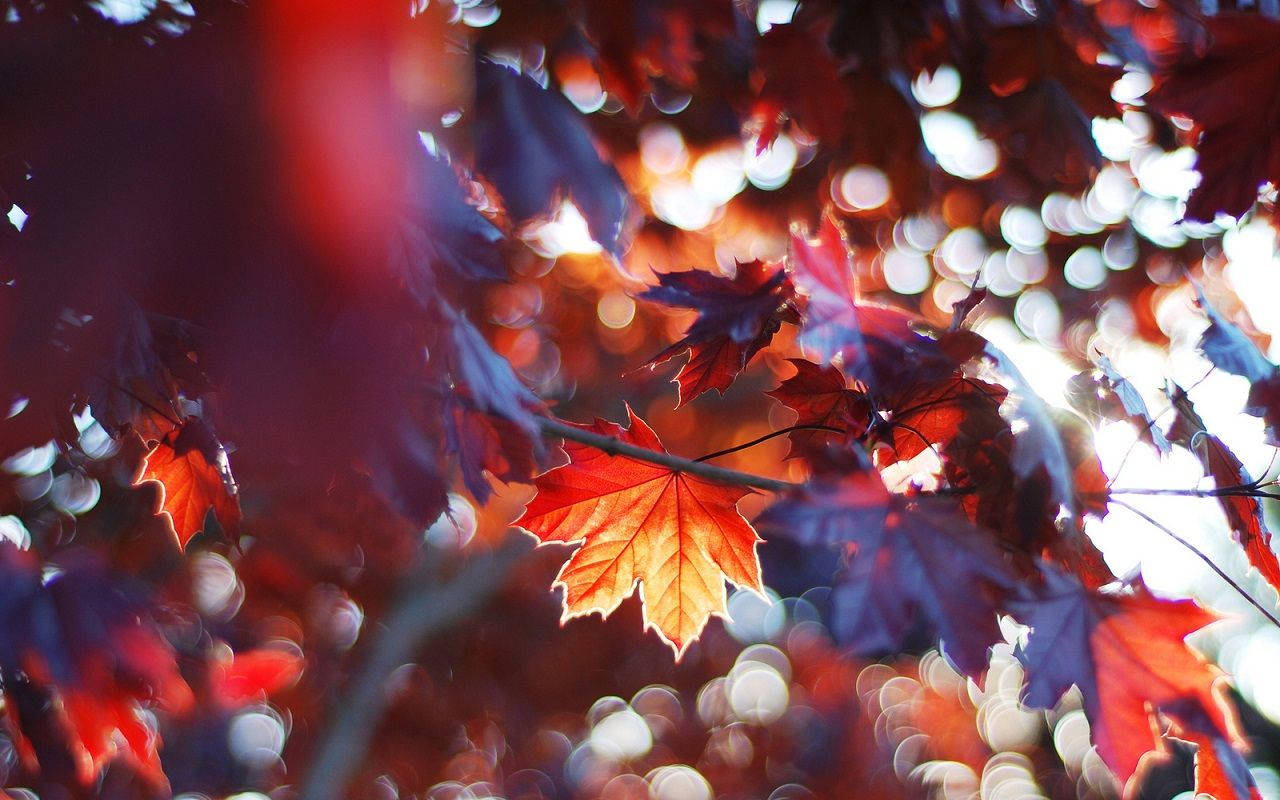 Maple Tree Autumn Wallpapers - Wallpaper Cave
