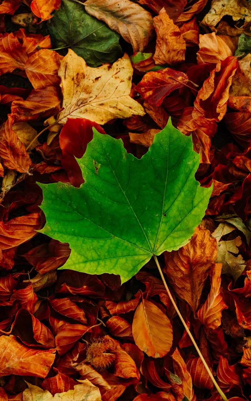 Maple Tree Autumn Wallpapers - Wallpaper Cave