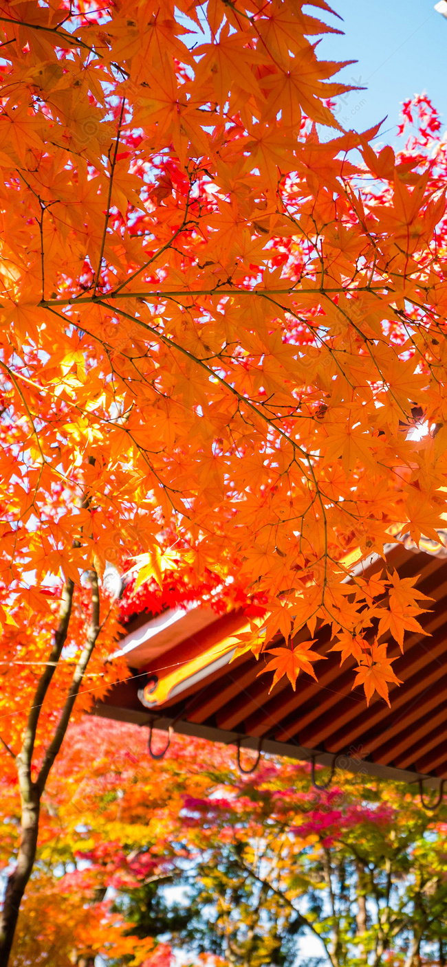Maple Tree Autumn Wallpapers - Wallpaper Cave