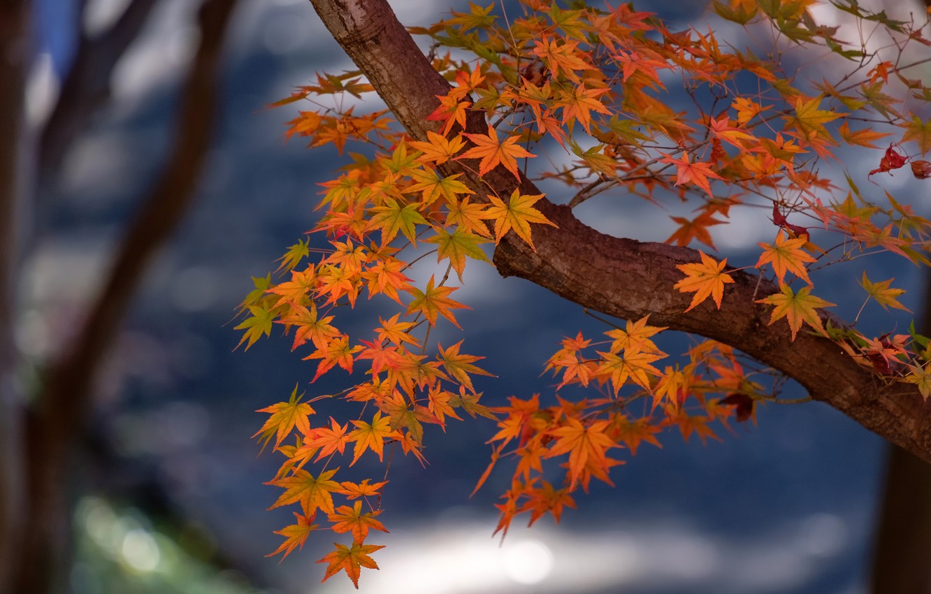 Maple Tree Autumn Wallpapers - Wallpaper Cave