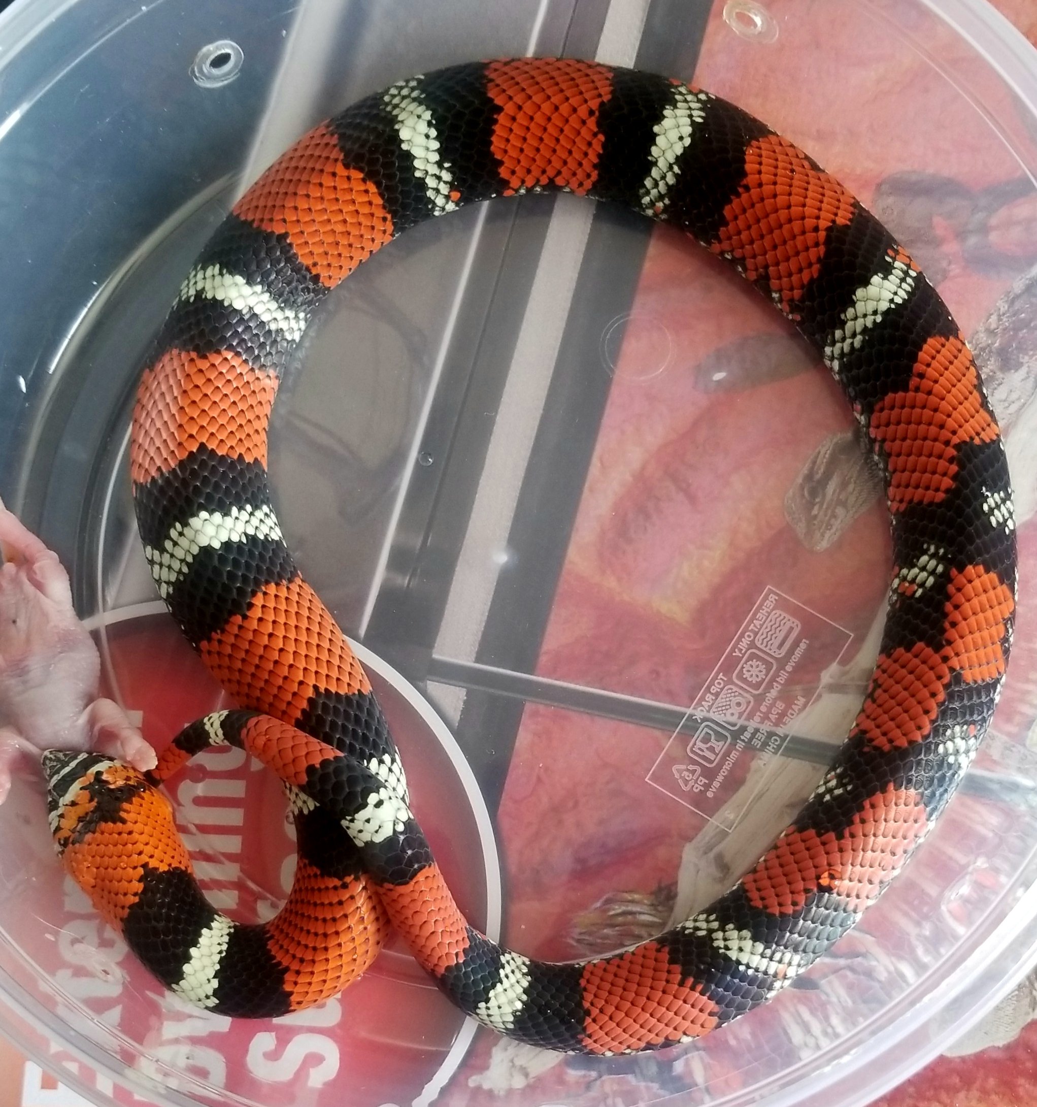 Tricolour Hognose Snake Wallpapers - Wallpaper Cave