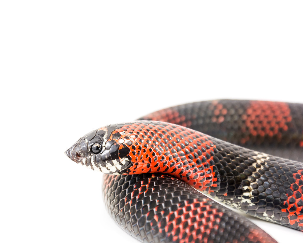 Tricolour Hognose Snake Wallpapers - Wallpaper Cave