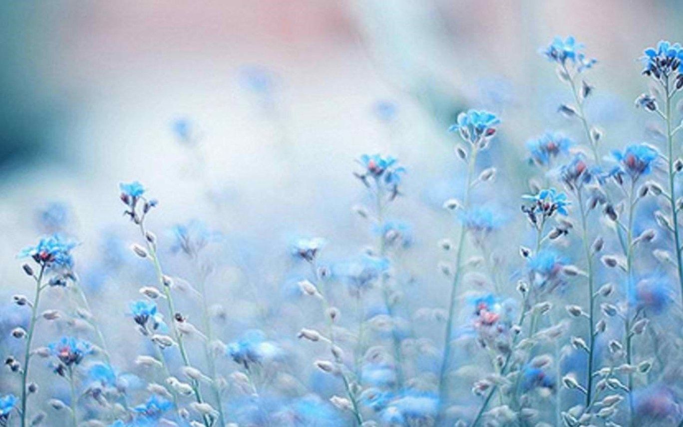 Blue Winter Flowers Wallpapers - Wallpaper Cave