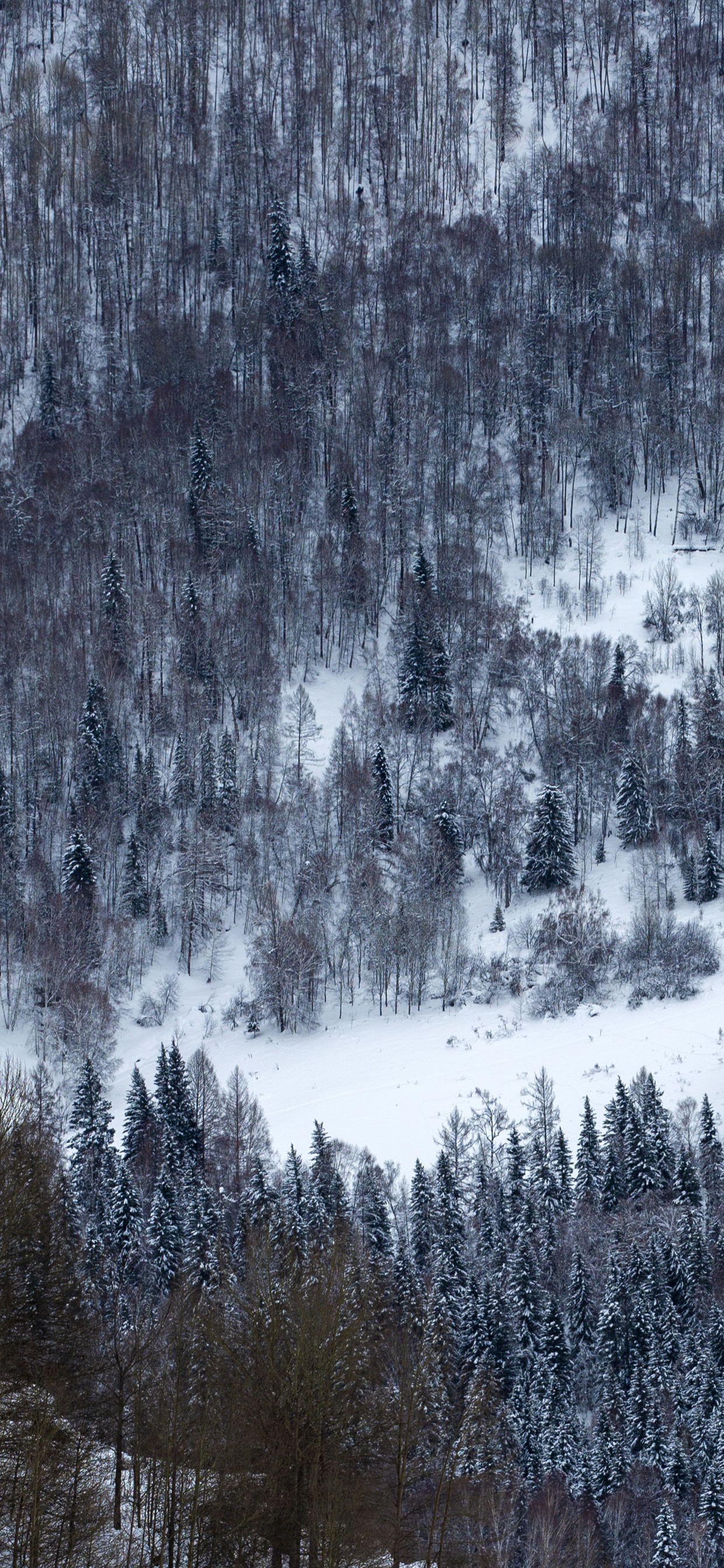 Grey Winter Tree Wallpapers - Wallpaper Cave