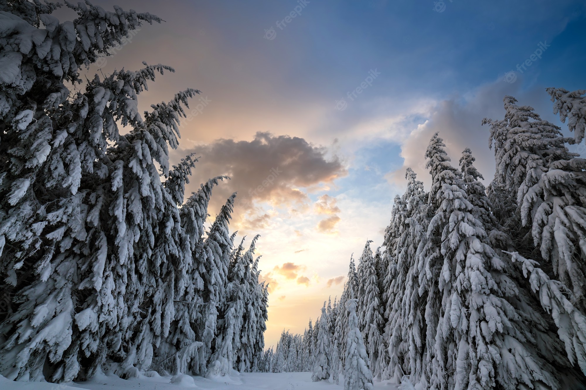 Green Forest And Winter Mountain Wallpapers - Wallpaper Cave