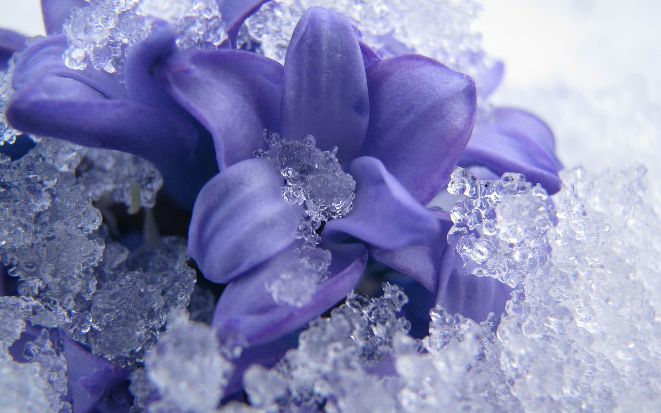 Purple Winter Flower Wallpapers - Wallpaper Cave