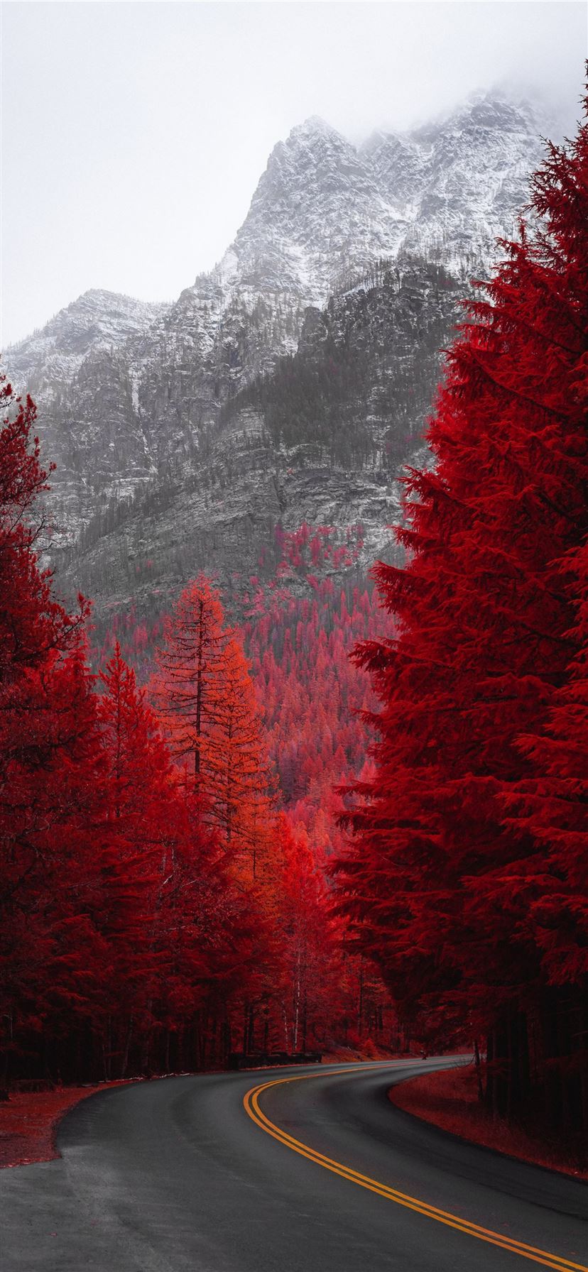 Red Winter Tree Wallpapers - Wallpaper Cave