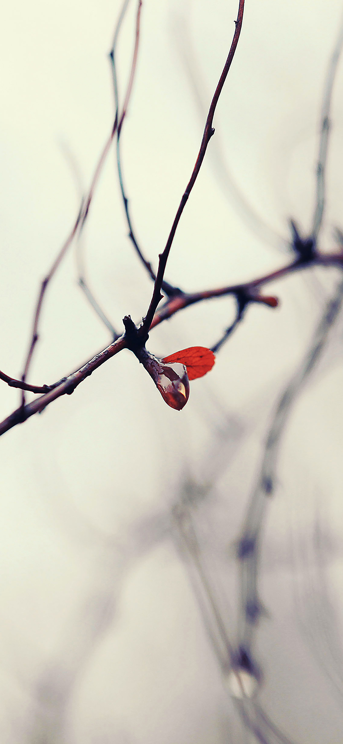 Red Winter Tree Wallpapers - Wallpaper Cave