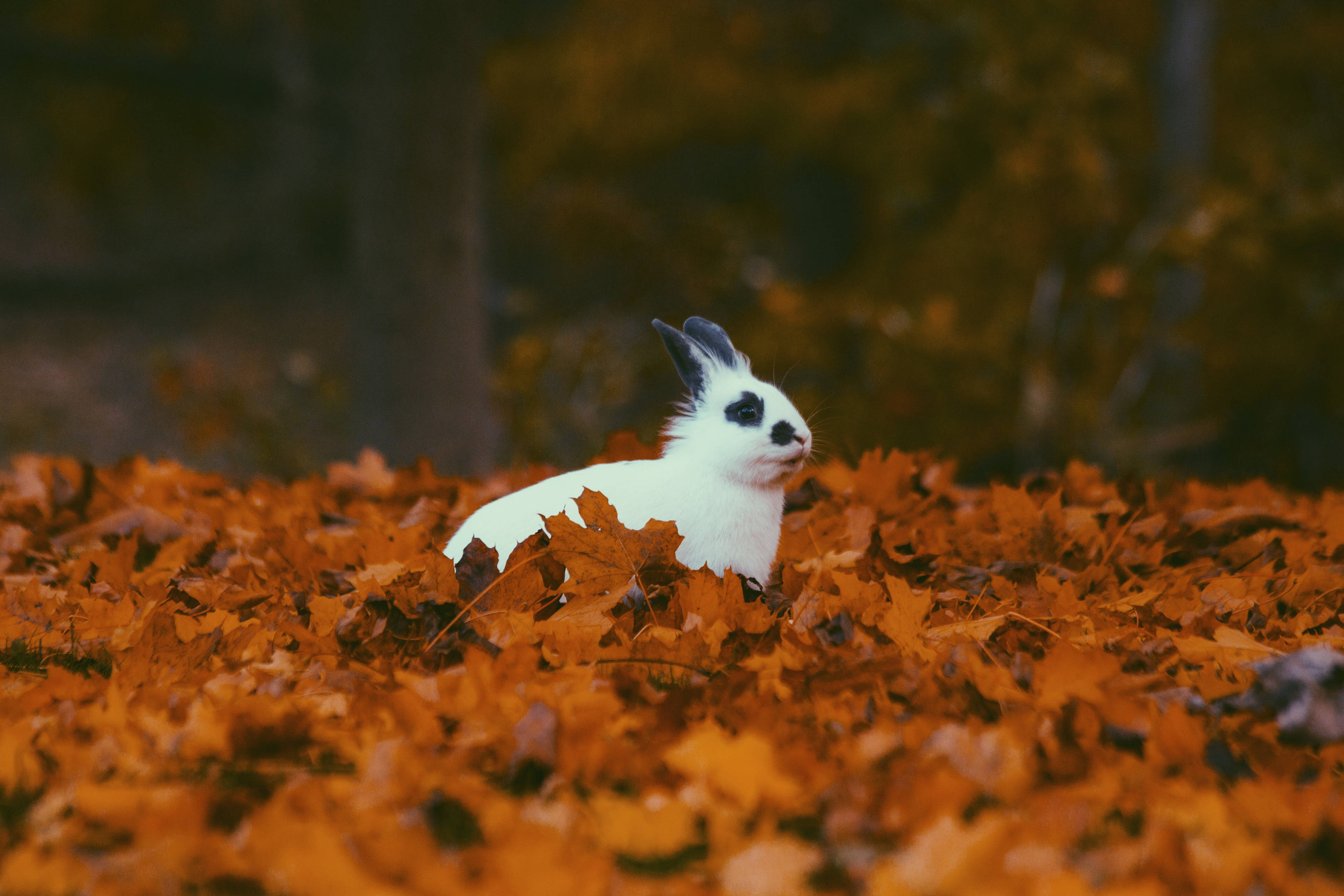 Autumn Rabbit Wallpapers - Wallpaper Cave