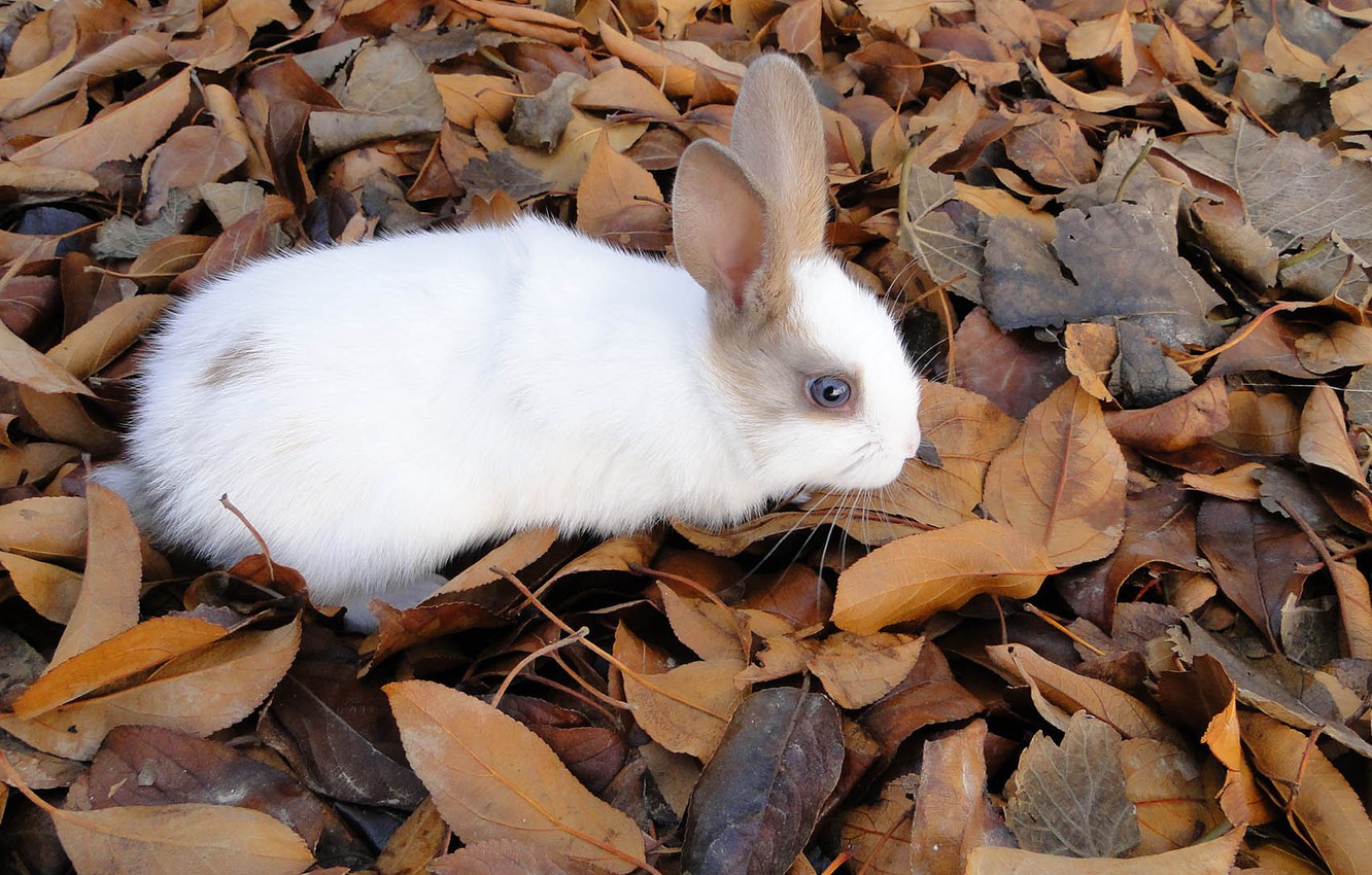 Autumn Rabbit Wallpapers - Wallpaper Cave
