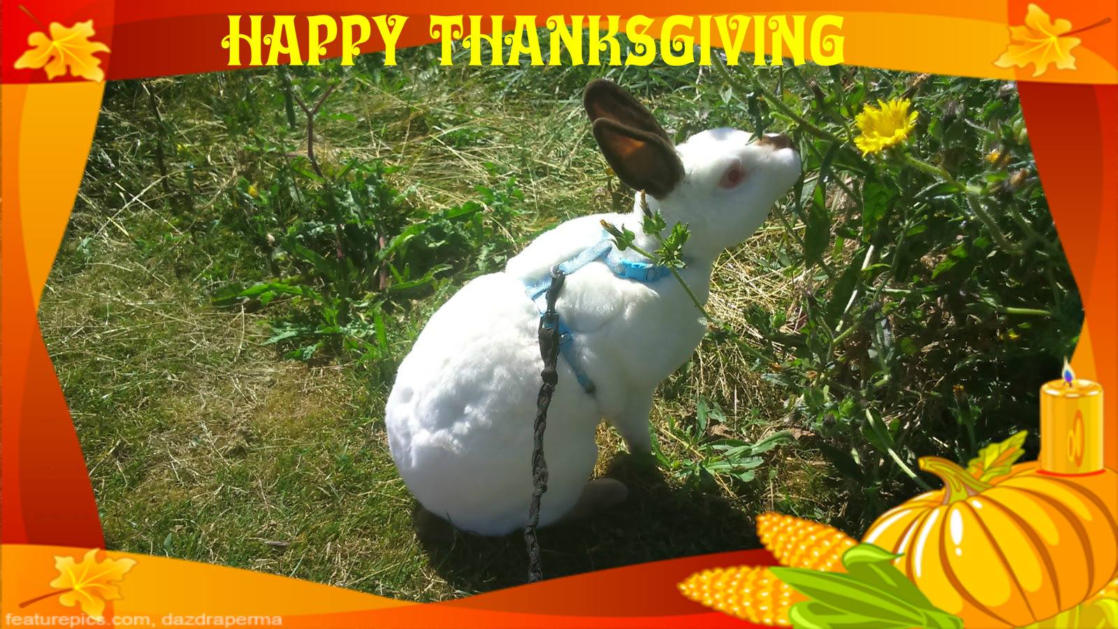 Rabbit Thanksgiving Wallpapers - Wallpaper Cave